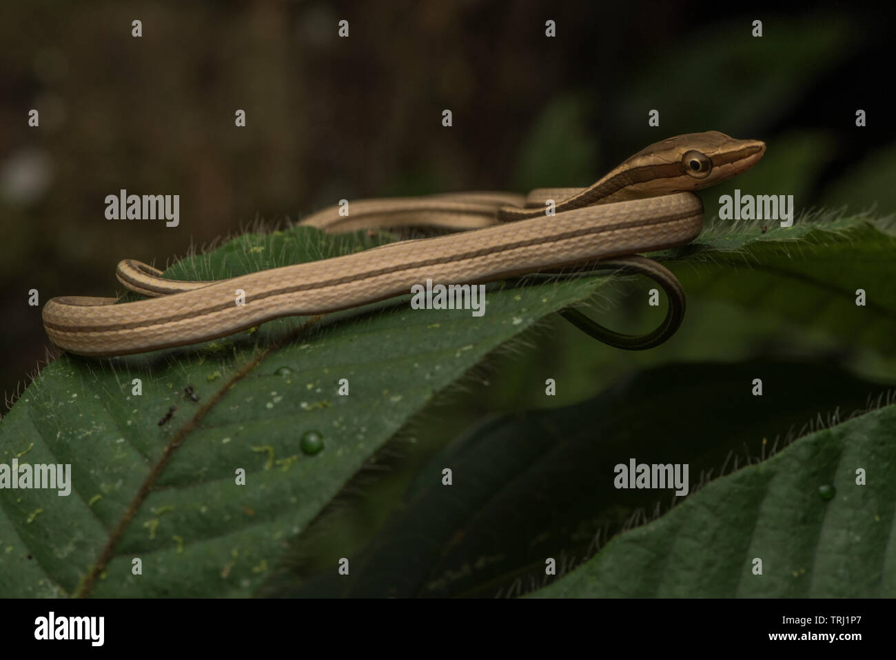 The vine snake (Philodryas argentea, formerly Oxybelis) from the Amazon ...