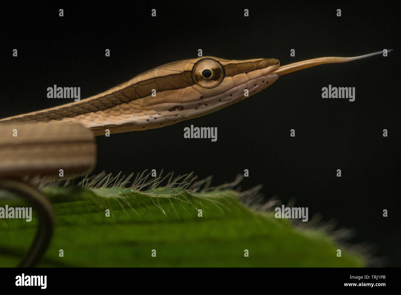 The vine snake (Philodryas argentea, formerly Oxybelis) from the Amazon ...