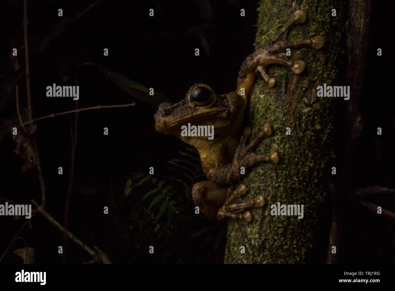 An Osteocephalus species tree frog holds onto a branch at night in the ...