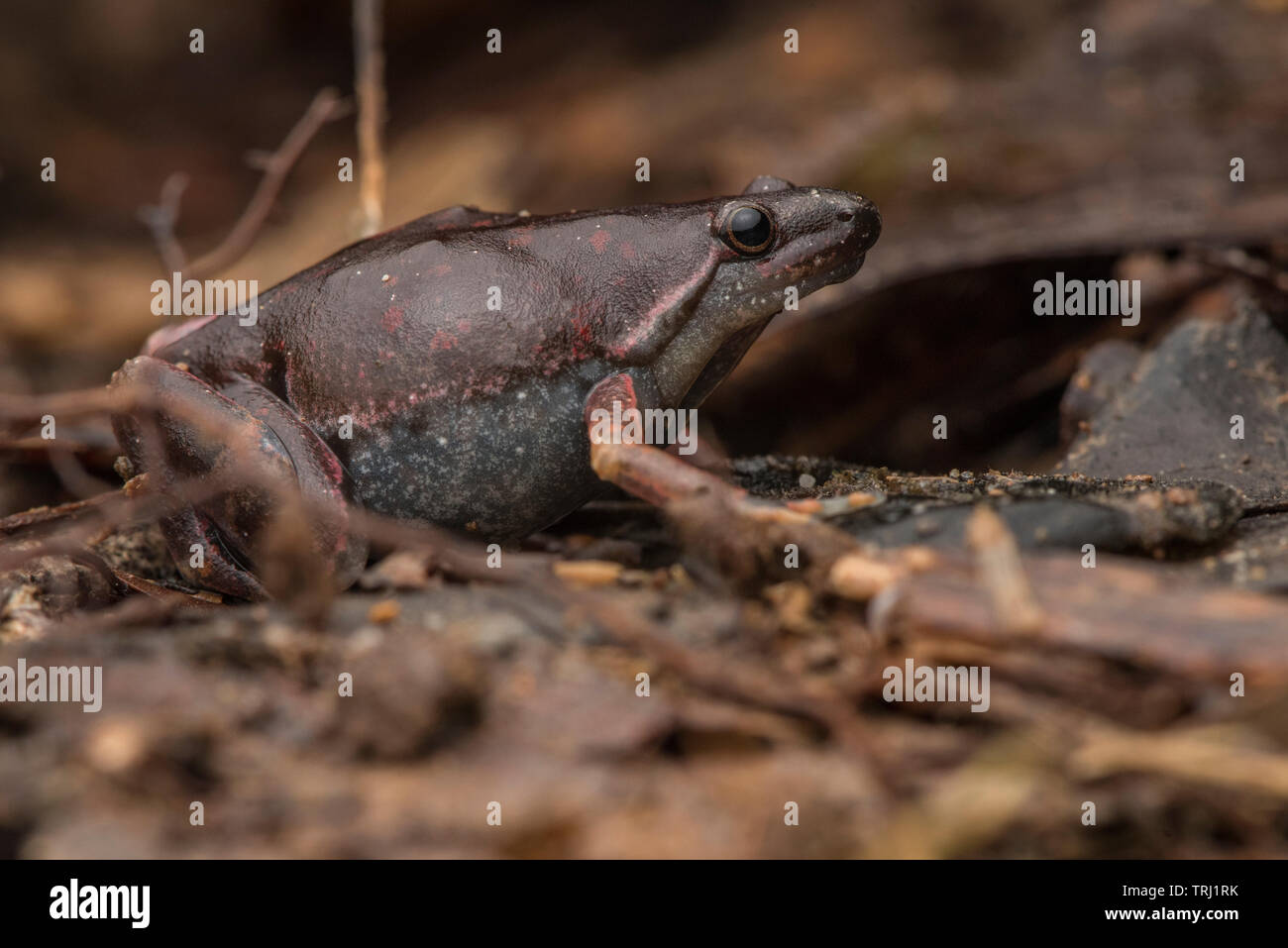 Basslers humming frog hi-res stock photography and images - Alamy