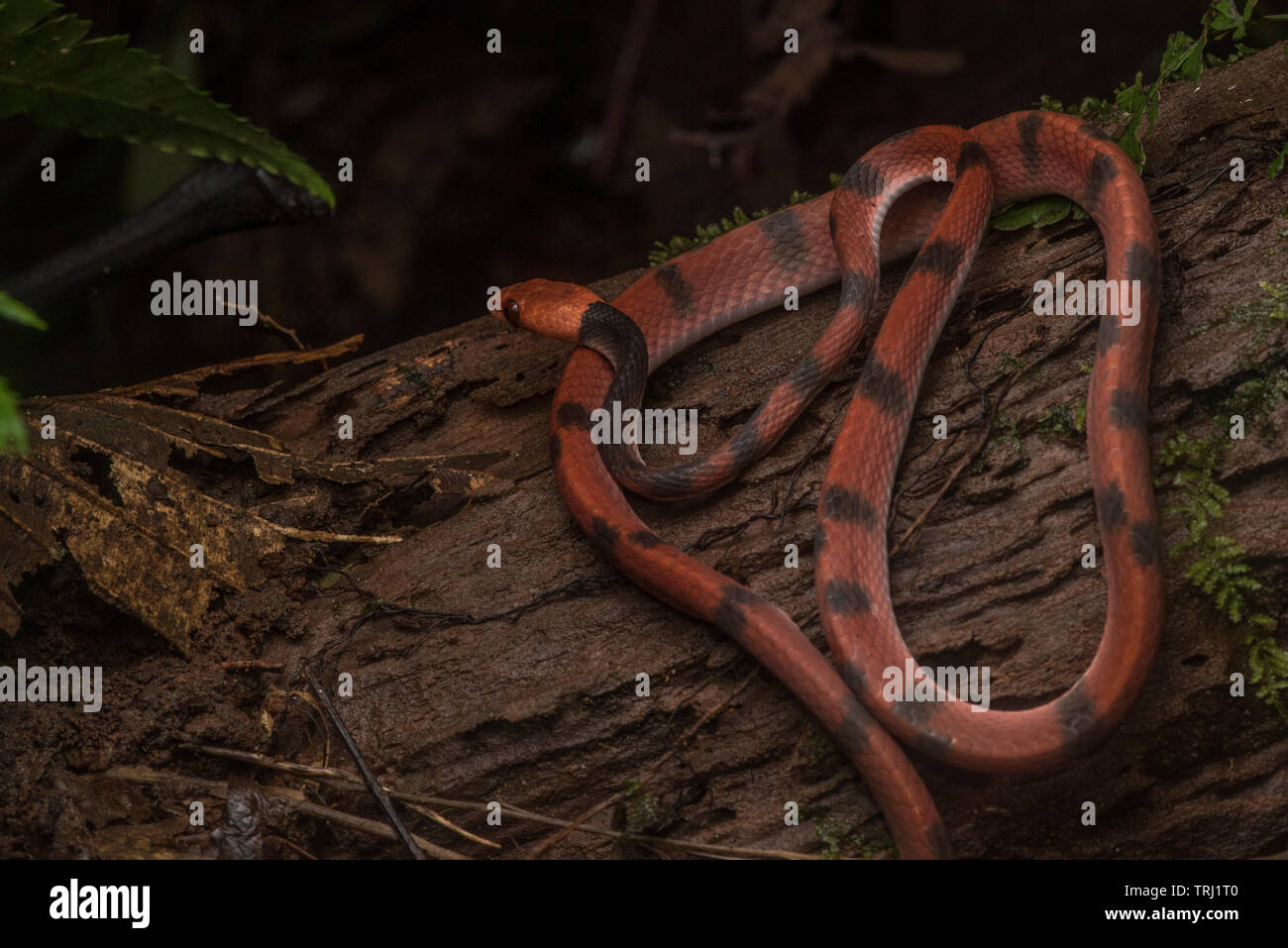 A tropical flat snake (Siphlophis compressus) coiled on a log in the ...