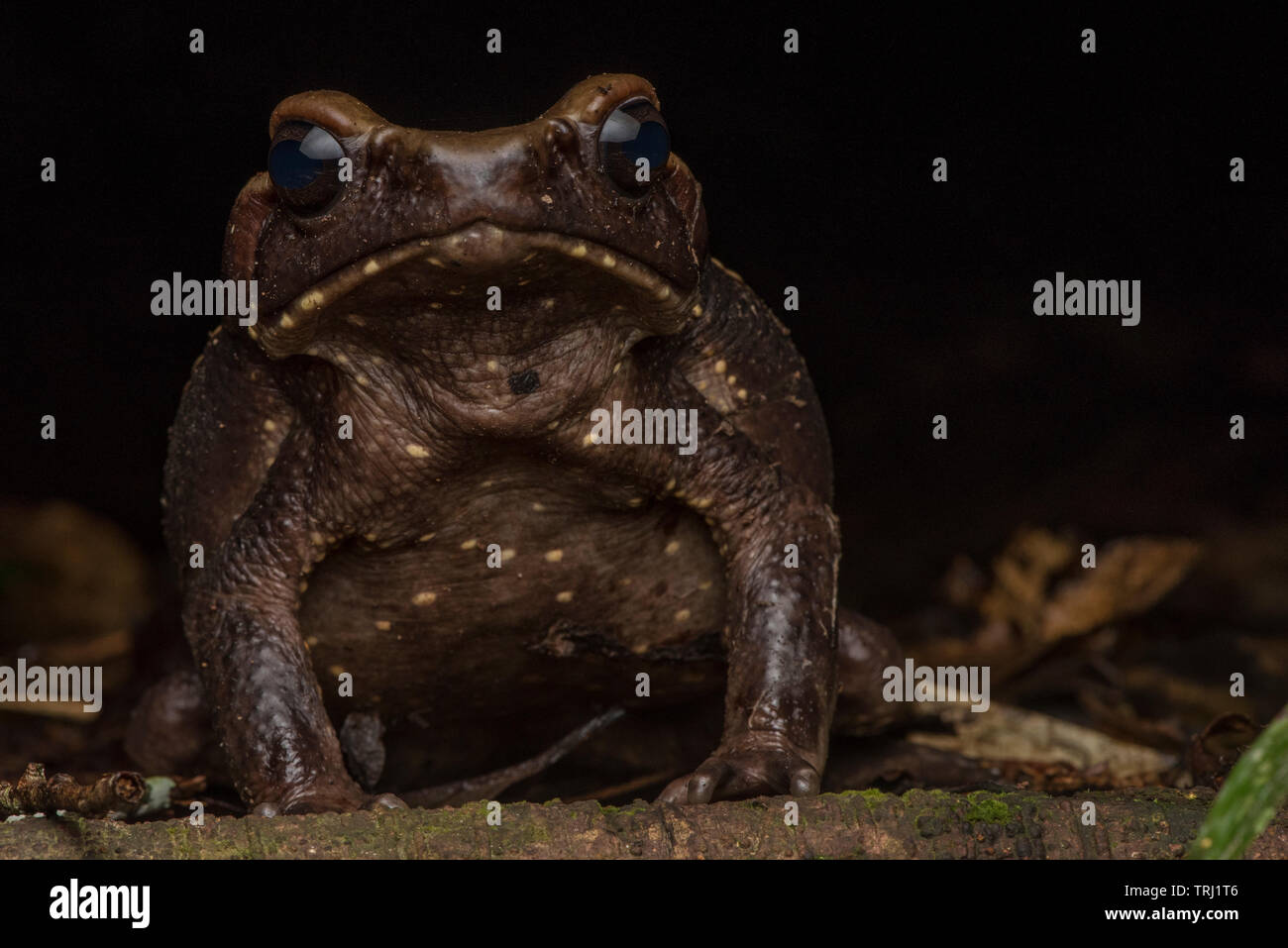 smooth-sided toad (Rhaebo guttatus) is a toxic and large species found ...