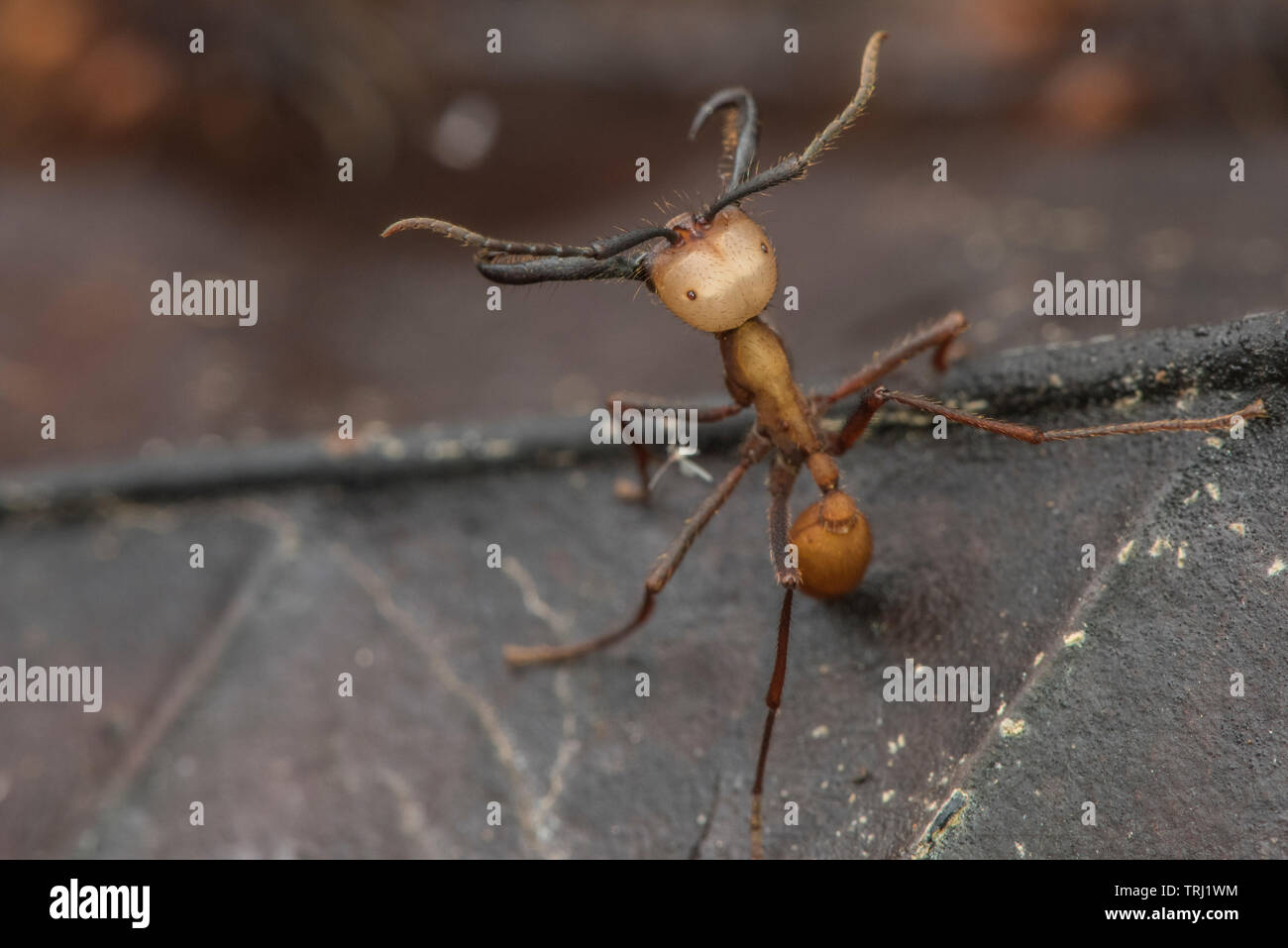 Army ant bivouac hi-res stock photography and images - Alamy