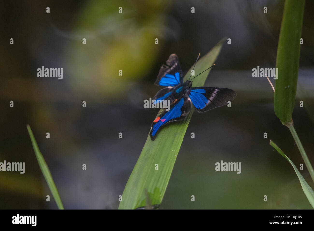 Periander metalmark hi-res stock photography and images - Alamy