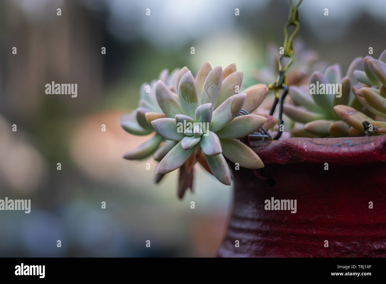 A Unique tree in red pot hanging in the garden with chain. Unique ...