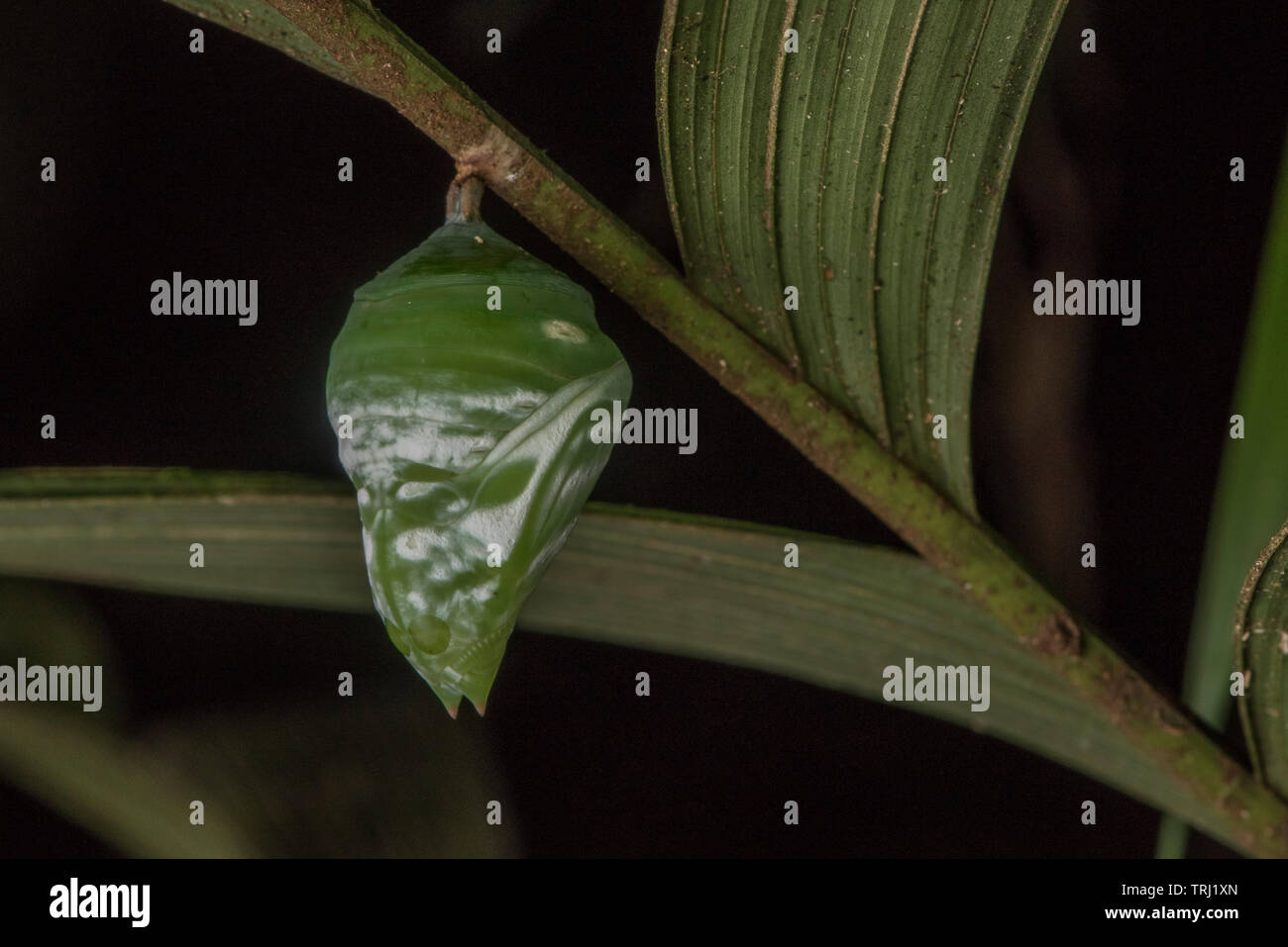 A butterfly chrysalis belonging to one of the Morpho species from ...