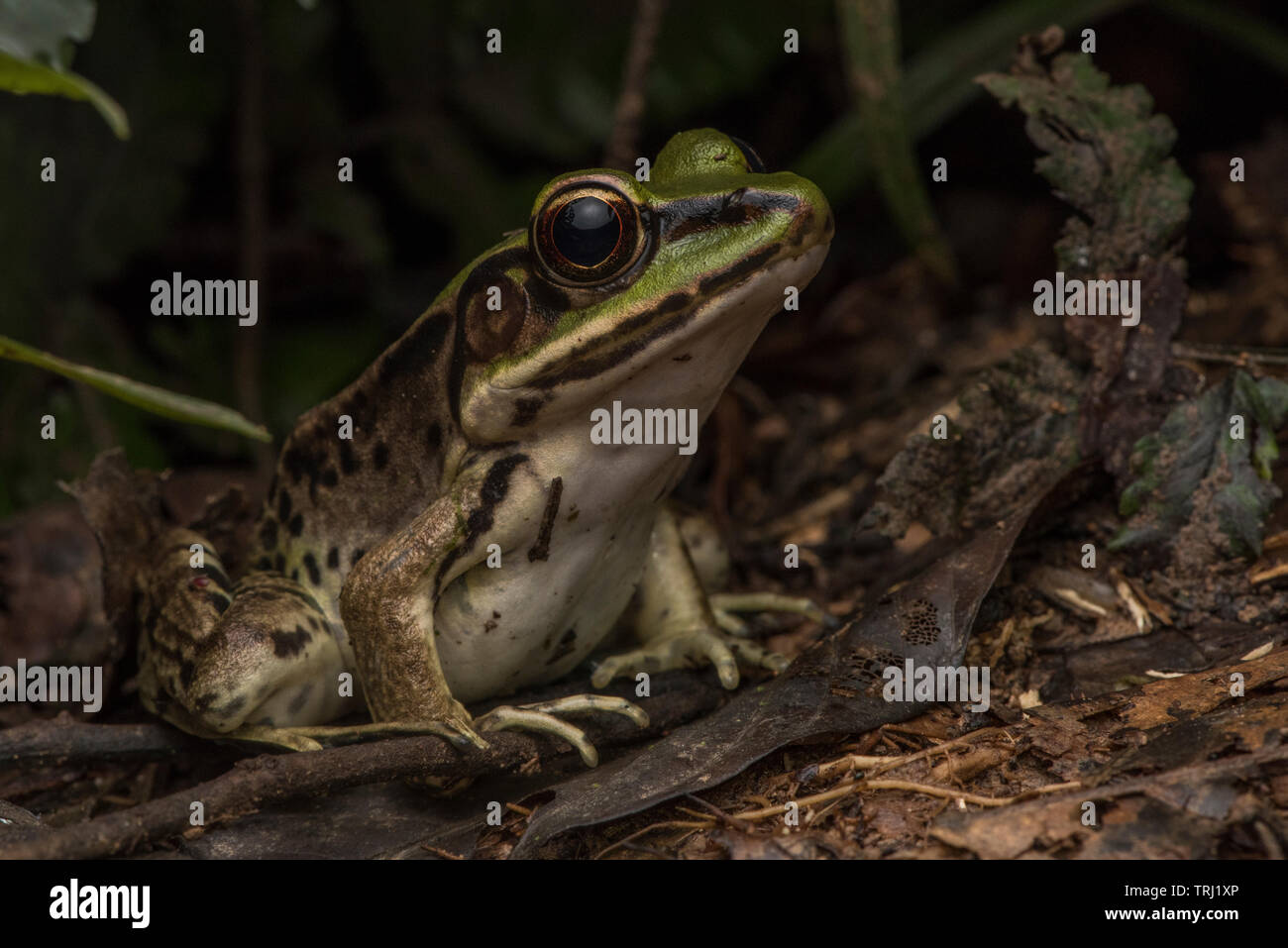 Amazon River frog (Lithobates palmipes) from Yasuni National park in ...