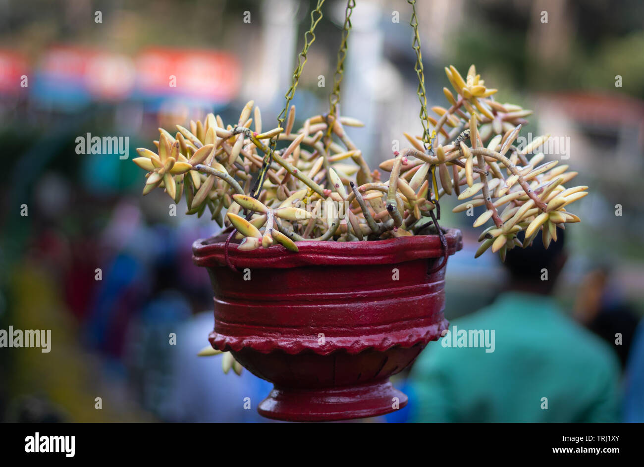 A Unique tree in red pot hanging in the garden with chain Stock Photo ...