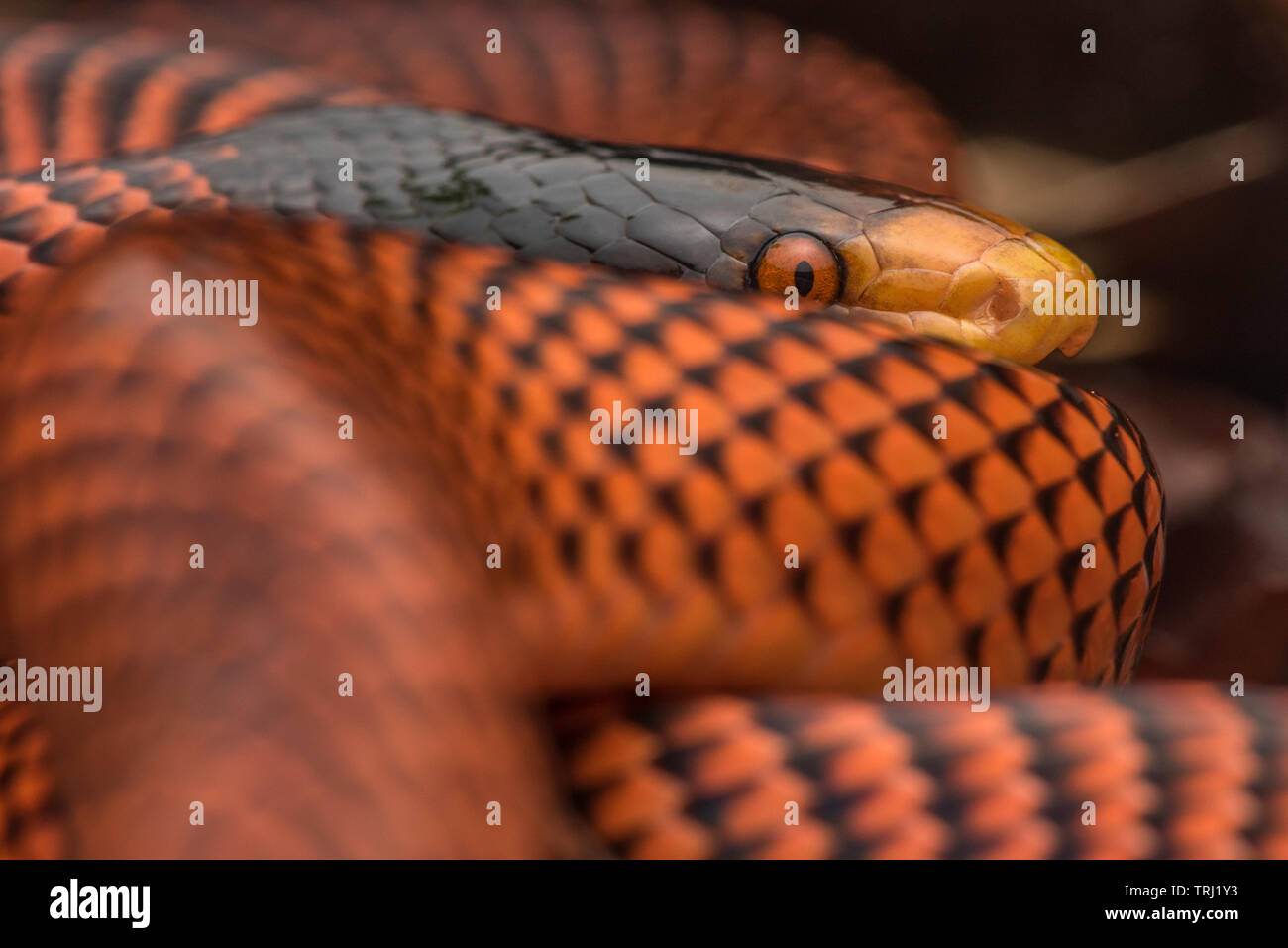 Yellow-headed Calico Snake (Oxyrhopus formosus) a beautiful snake from ...