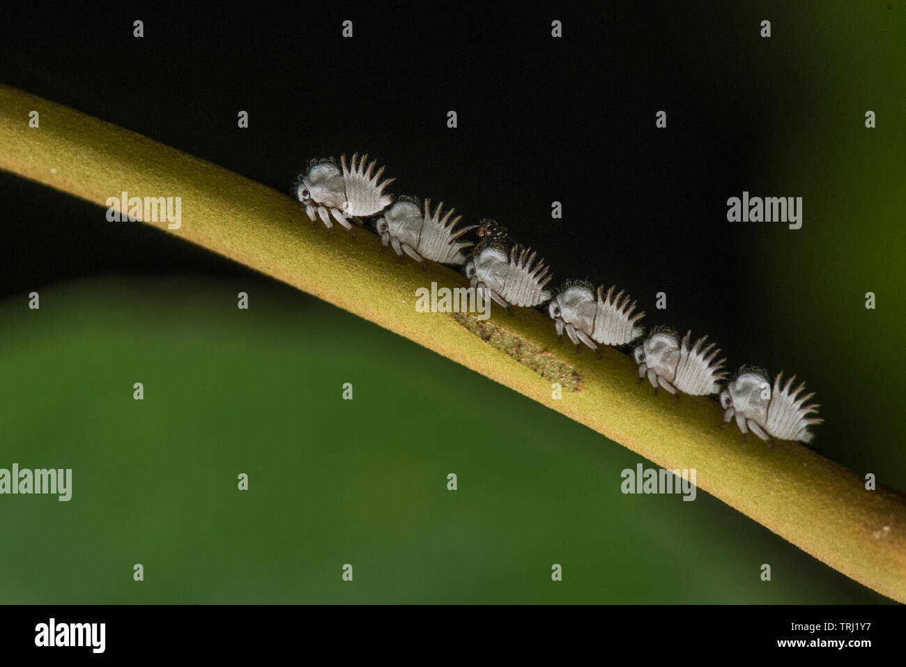 Membracis foliata nymphs in a line feeding on sap from a plant in ...