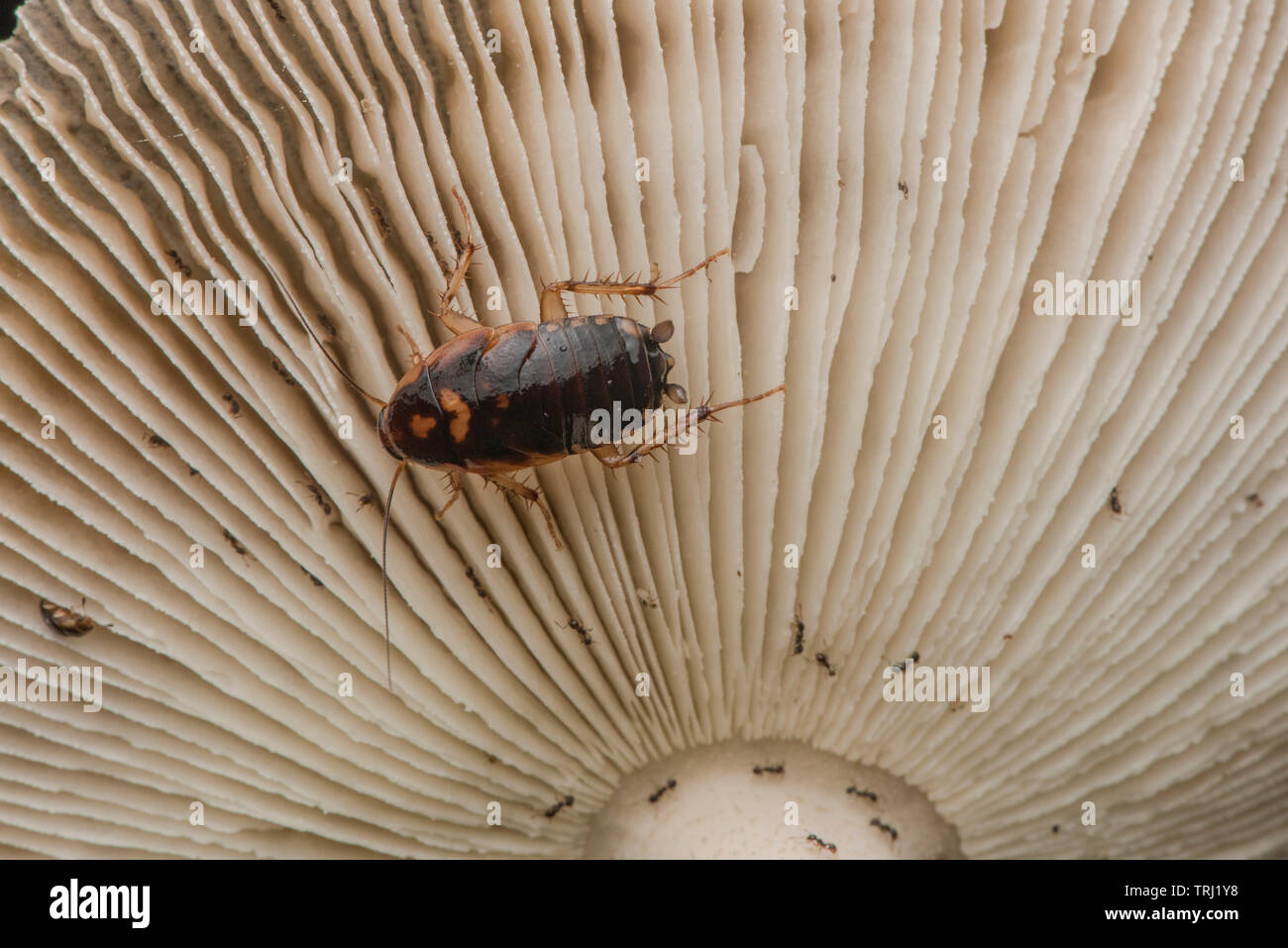 Cockroach underside hi-res stock photography and images - Alamy