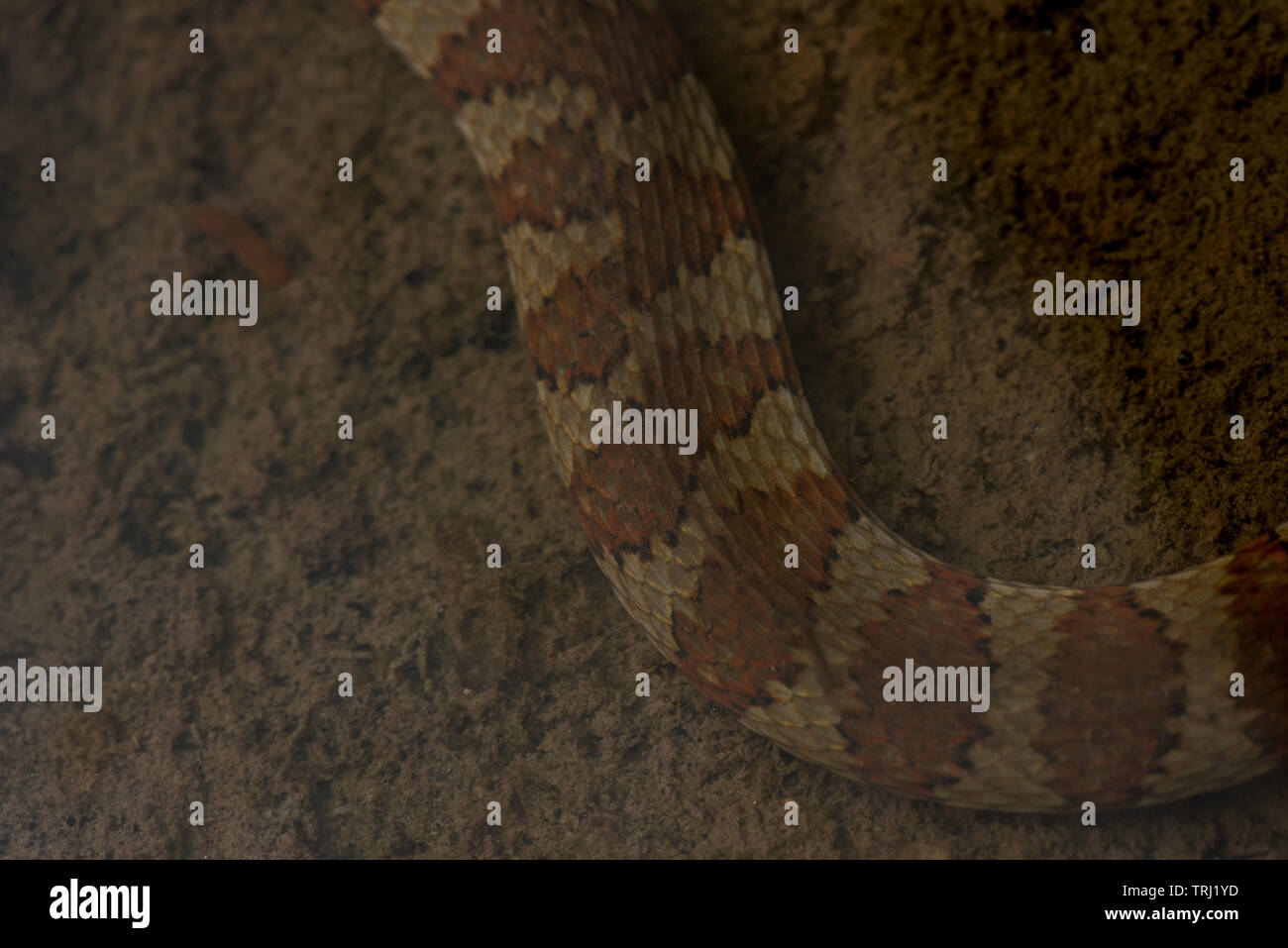 brown-banded water snake (Helicops angulatus) a aquatic snake from the ...