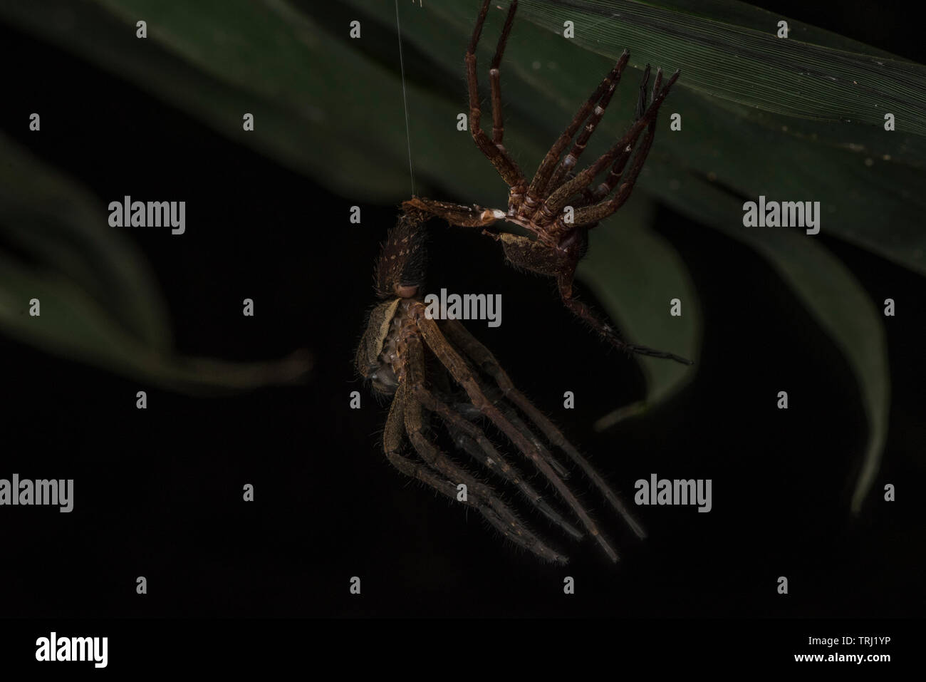 Exoskeleton shedding hi-res stock photography and images - Alamy