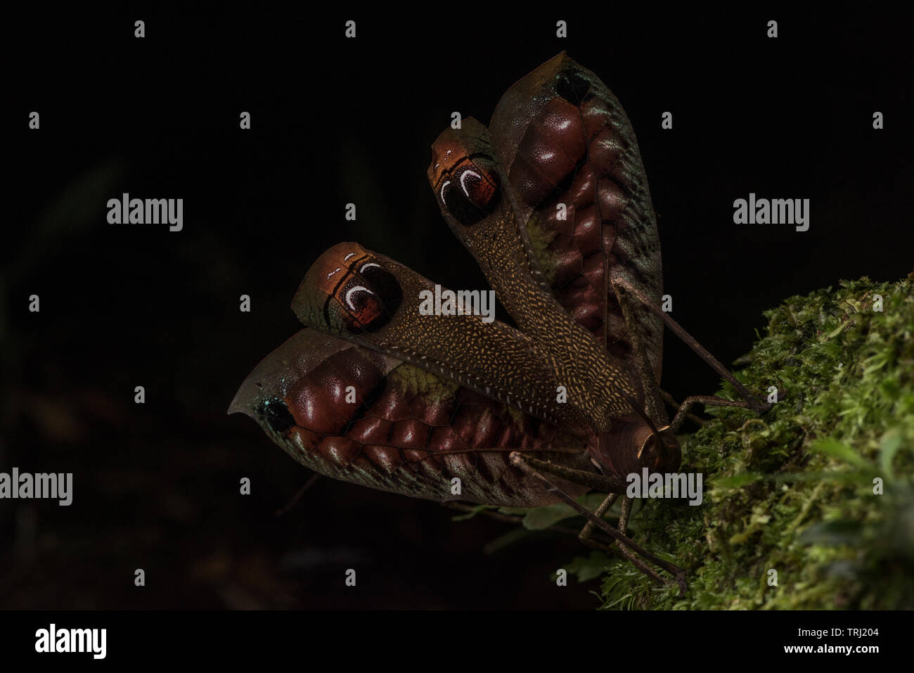 Pterochroza ocellata, the peacock katydid opens its wings to show off ...