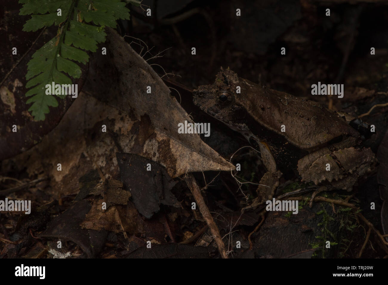 Perez's snouted frog (Edalorhina perezi) a cryptic frog from the Amazon ...