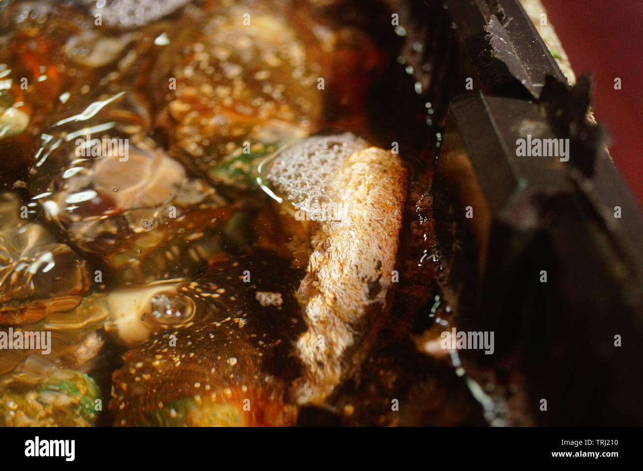 Fresh abalone is sold in the seafood market Stock Photo - Alamy
