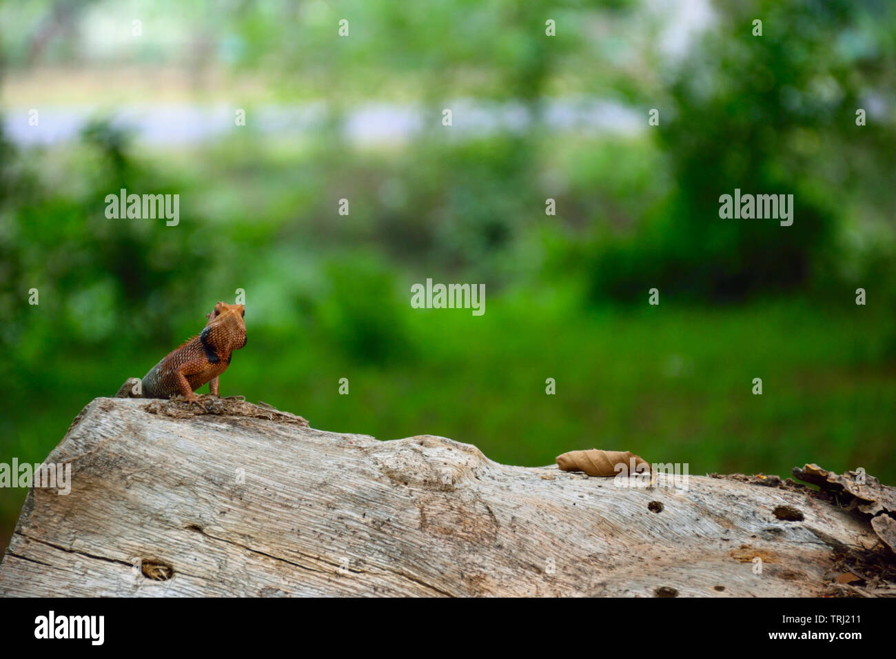 Indian lizard hi-res stock photography and images - Alamy