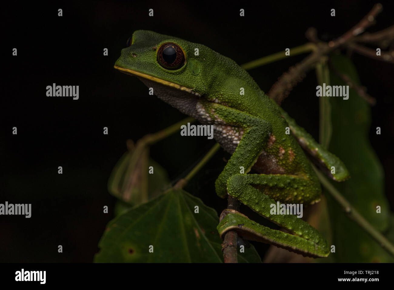 Phyllomedusa tarsius, the tarsier leaf frog from South America. This ...