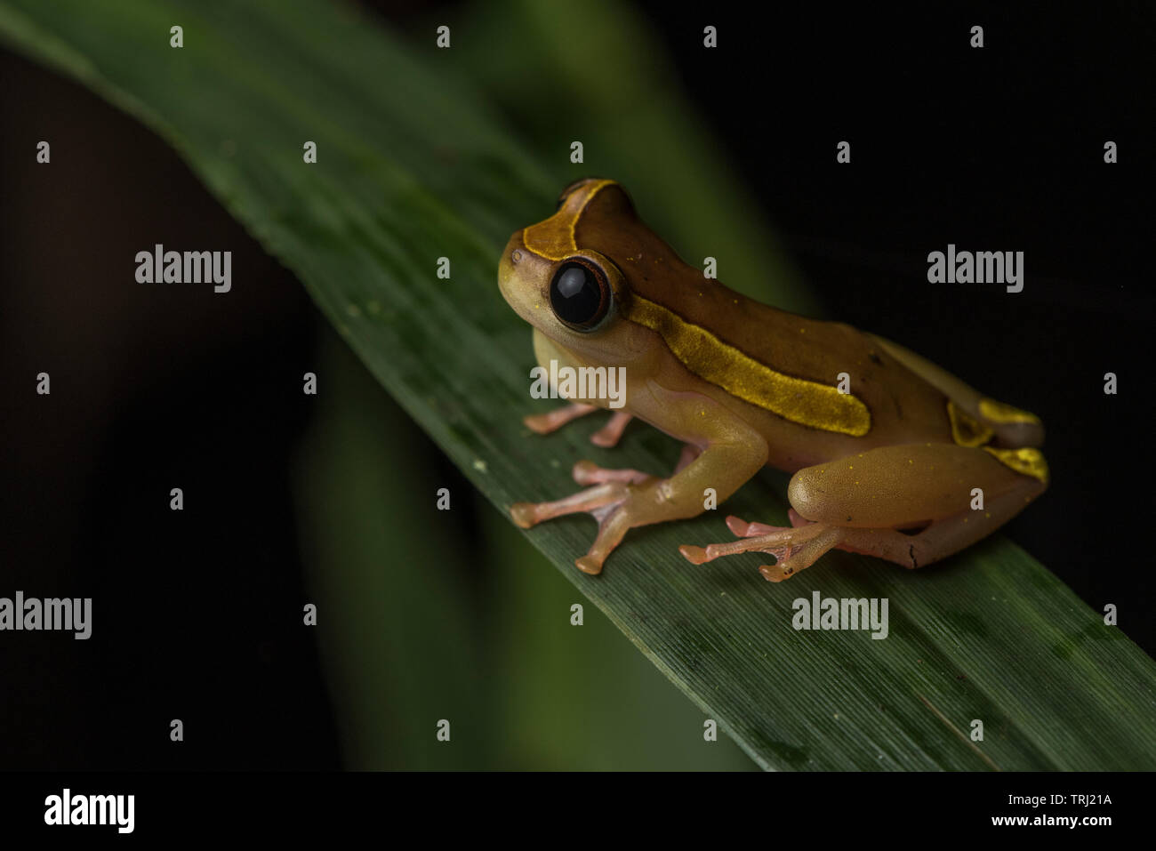 A clown treefrog (Dendropsophus leucophyllatus) calling from a blade of ...