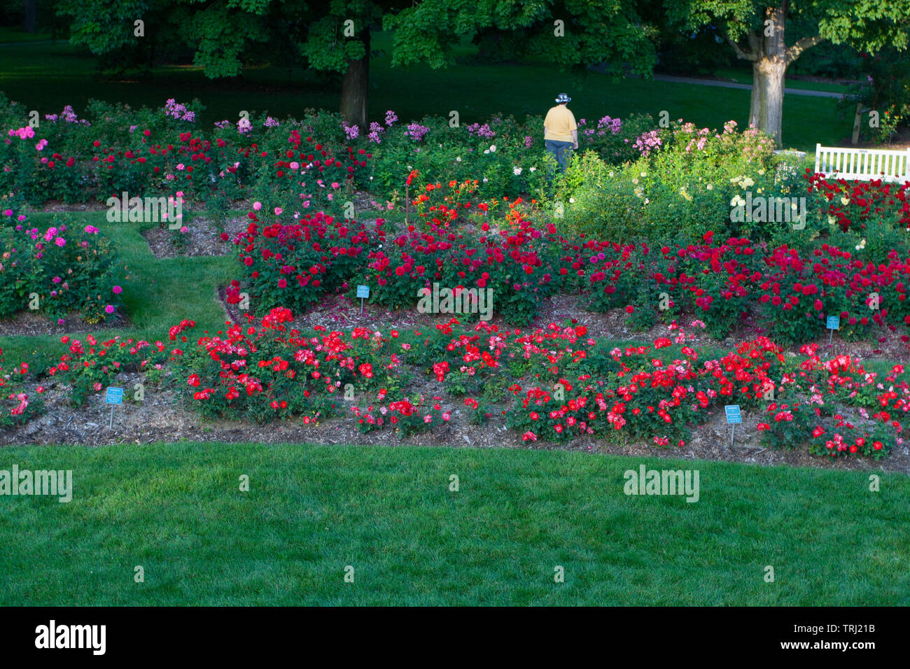 Park of Roses, Columbus, Ohio Stock Photo - Alamy