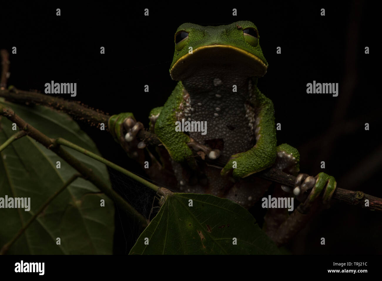Phyllomedusa tarsius, the tarsier leaf frog from South America. This ...
