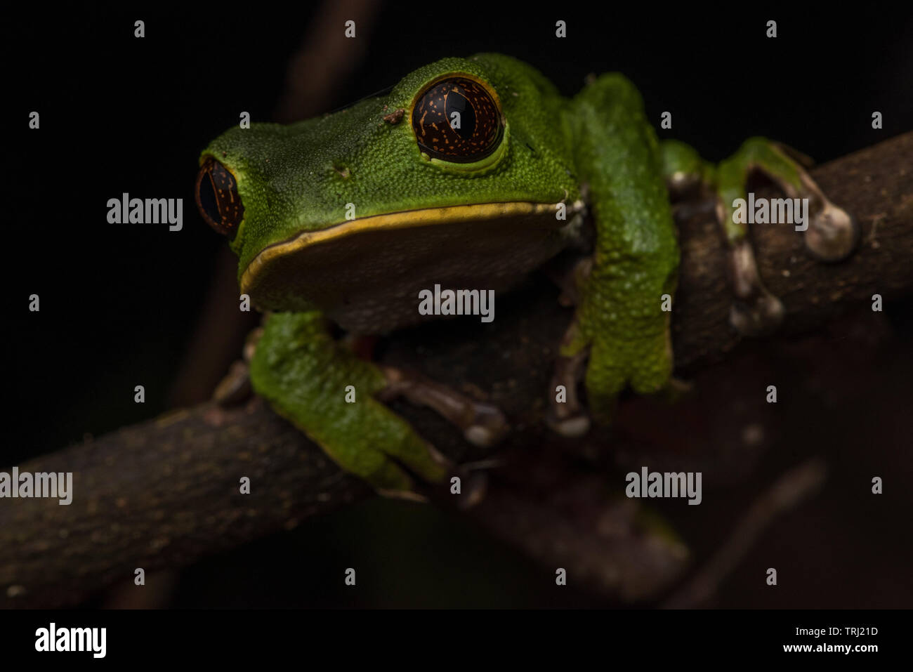 Phyllomedusa tarsius, the tarsier leaf frog from South America. This ...