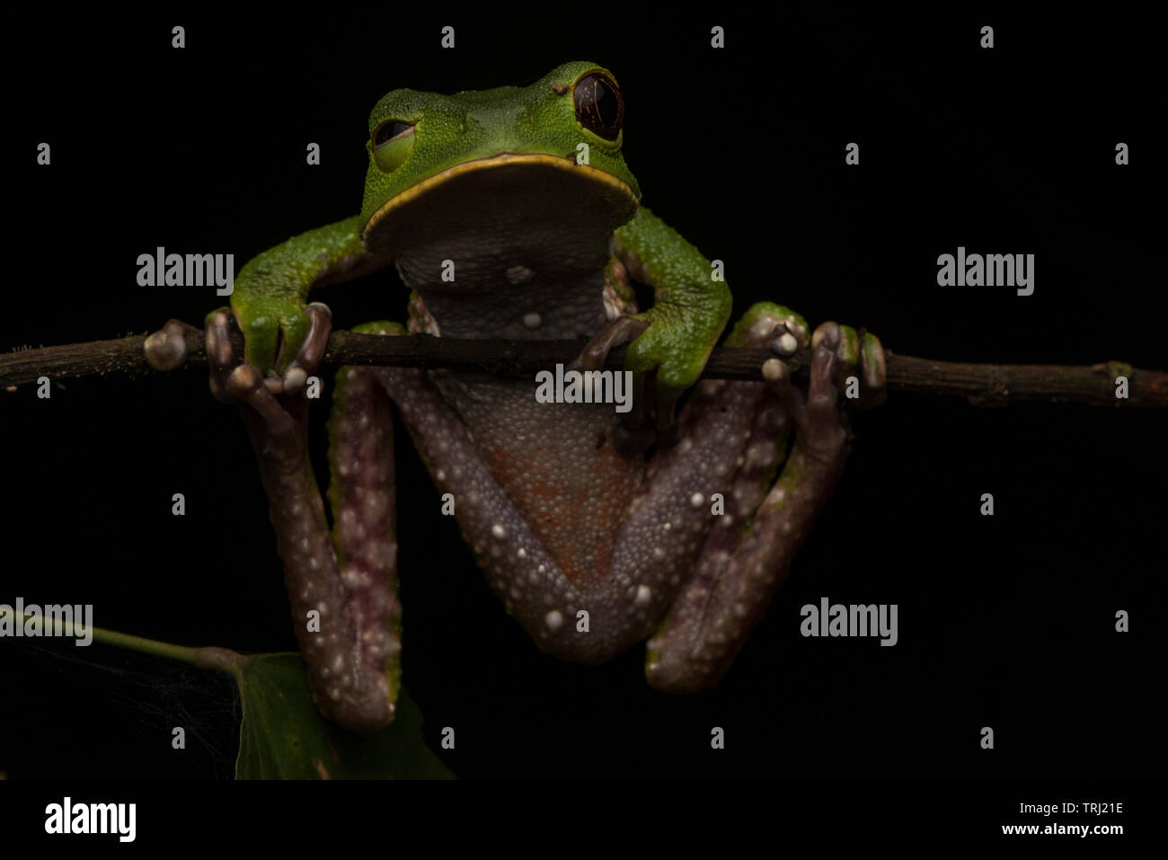 Phyllomedusa tarsius, the tarsier leaf frog from South America. This ...