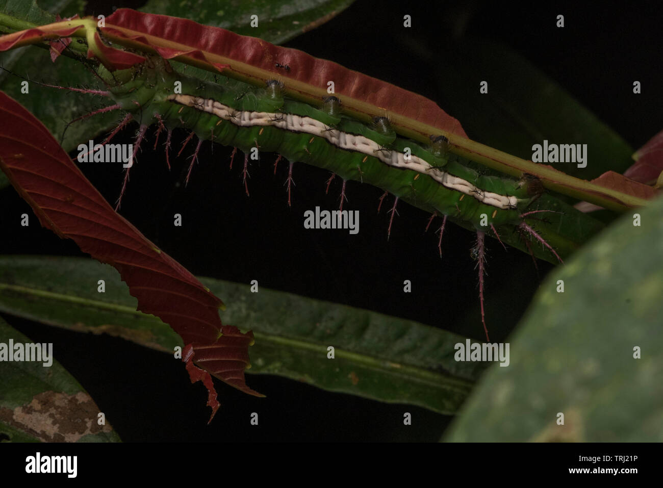 The very hungry caterpillar hi-res stock photography and images - Alamy