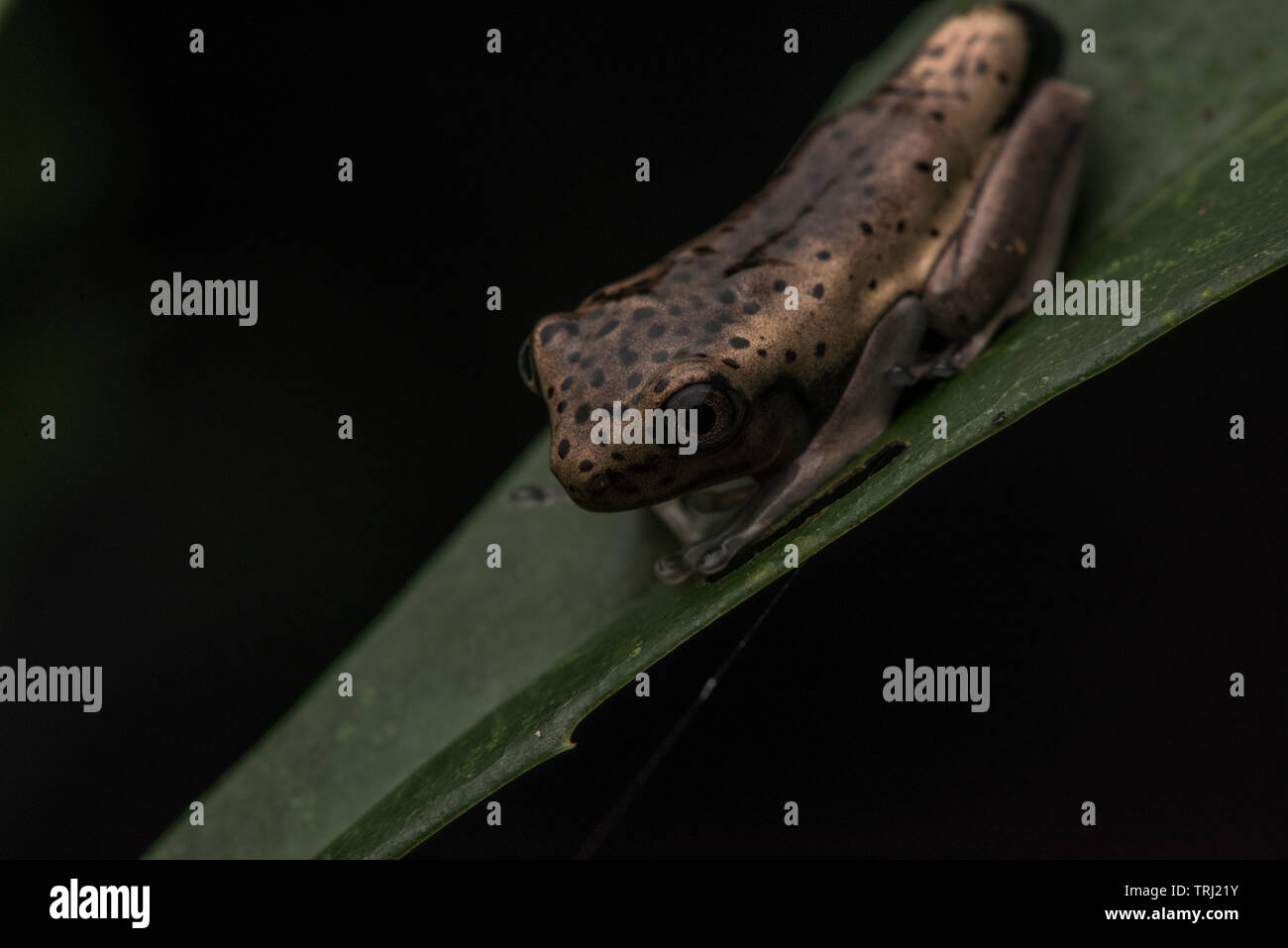 Juvenile cycle hi-res stock photography and images - Alamy