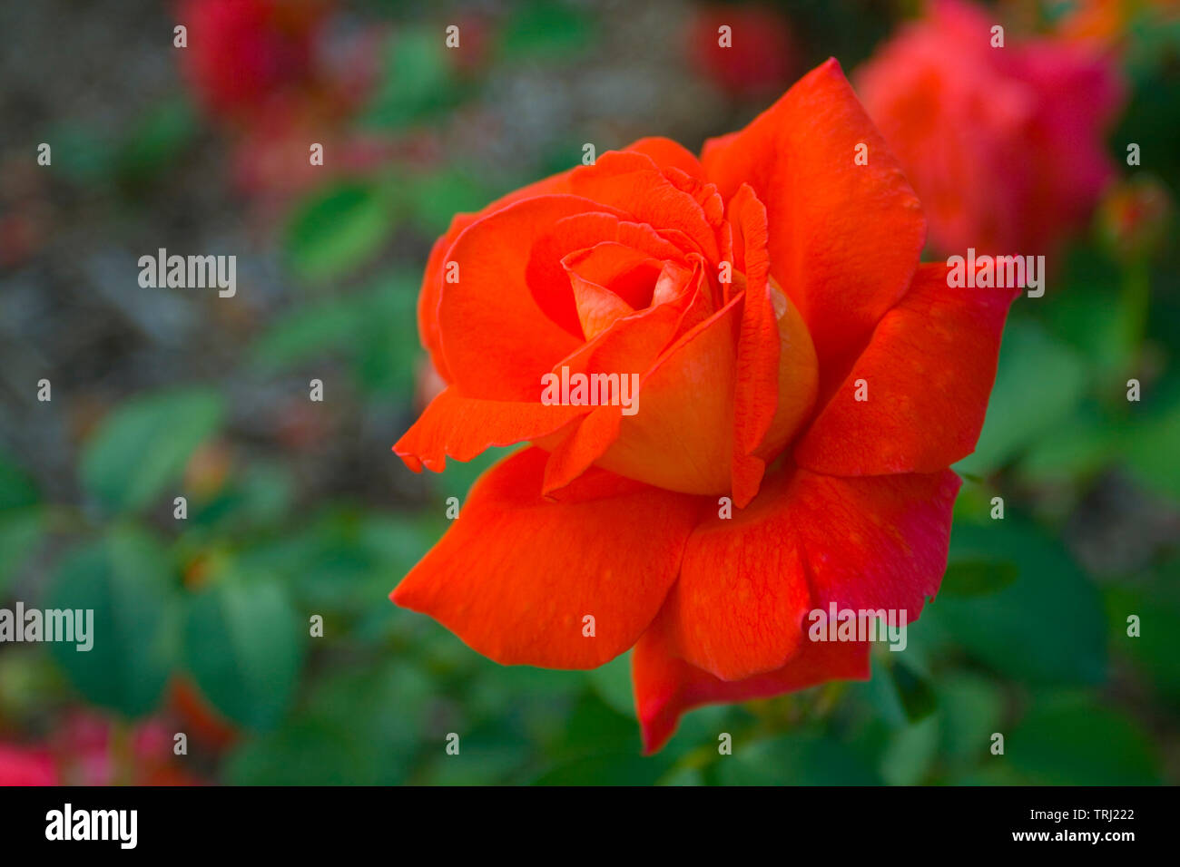 Park of Roses, Columbus, Ohio Stock Photo - Alamy