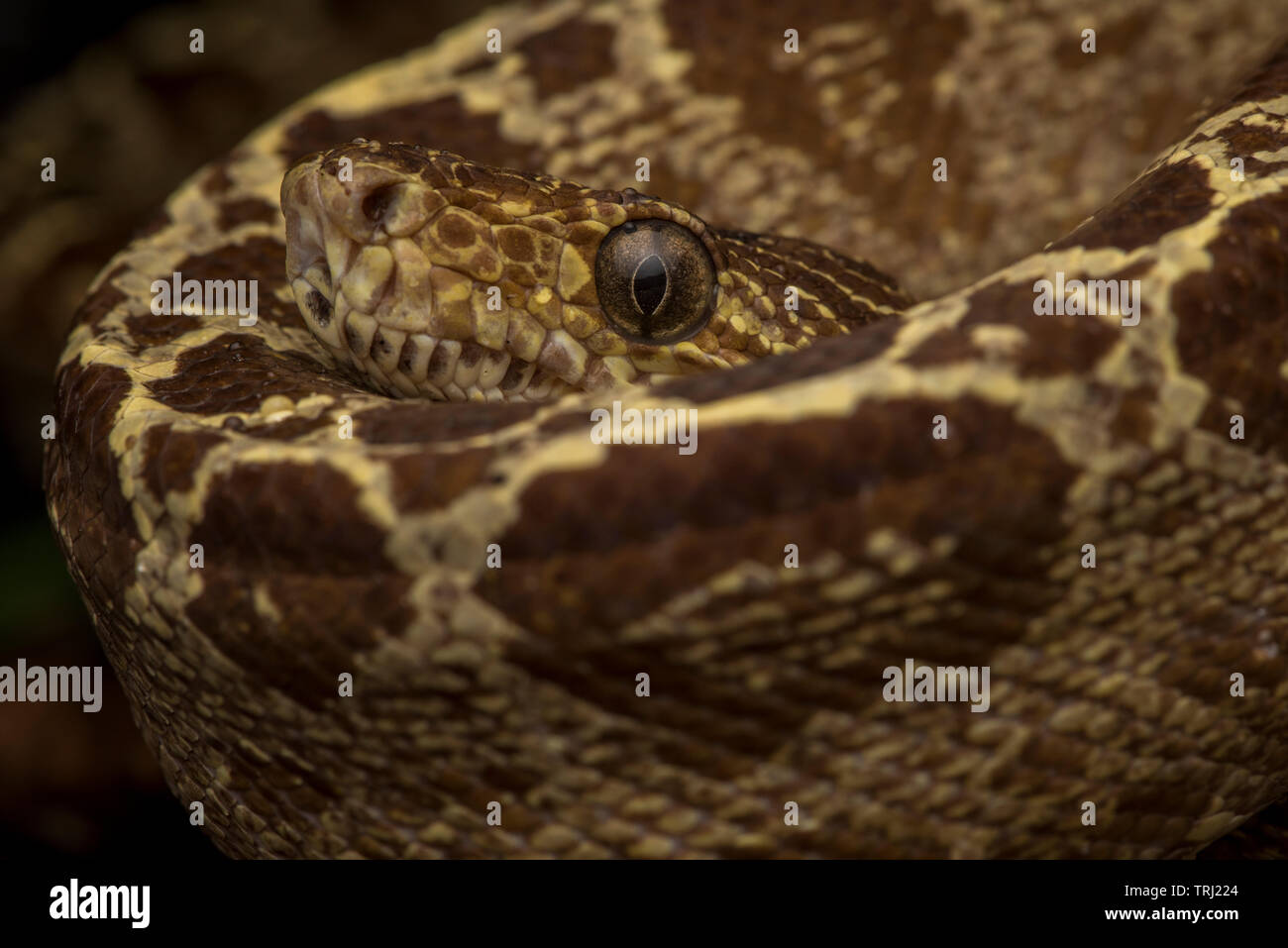 Amazon tree boa corallus hortulanus hi-res stock photography and images ...