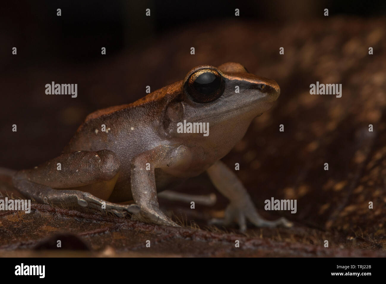 Rain frog hi-res stock photography and images - Alamy