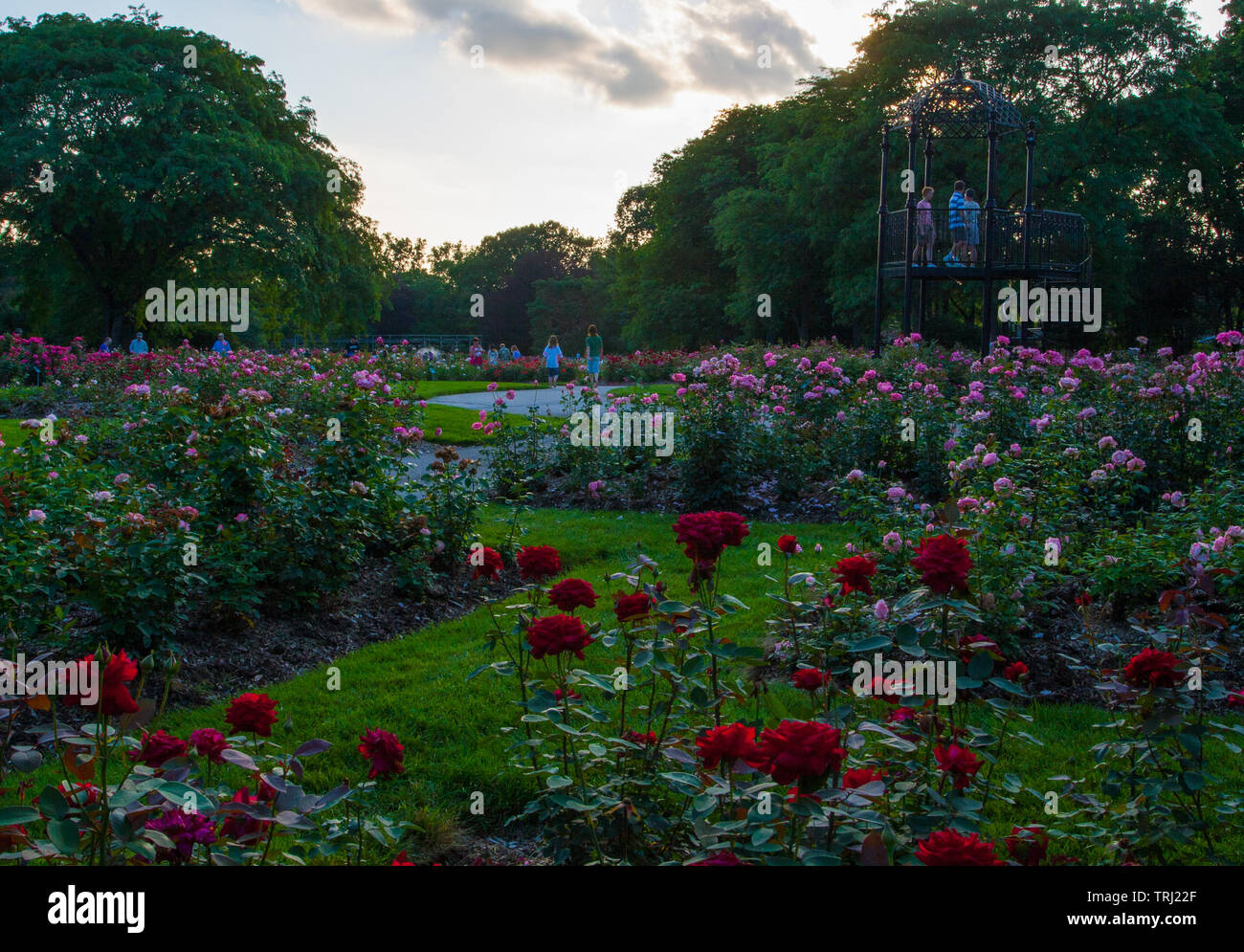 Park of Roses, Columbus, Ohio Stock Photo - Alamy