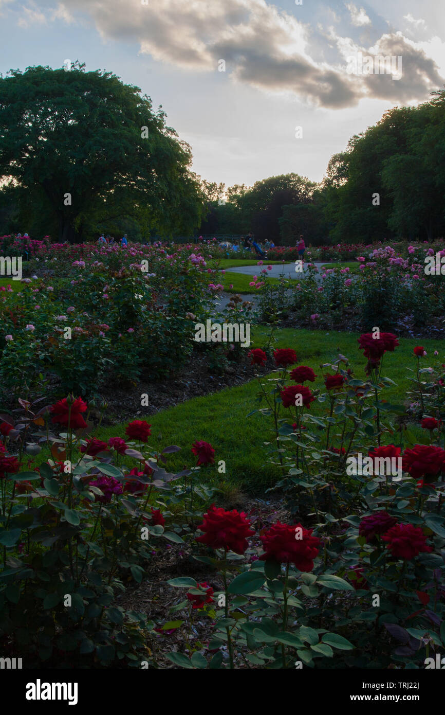 Park of Roses, Columbus, Ohio Stock Photo - Alamy