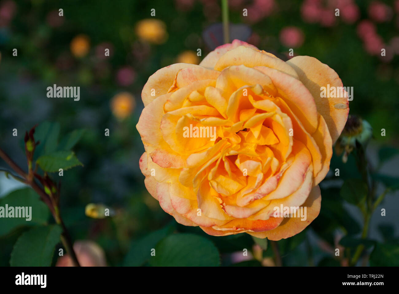 Park of Roses, Columbus, Ohio Stock Photo - Alamy