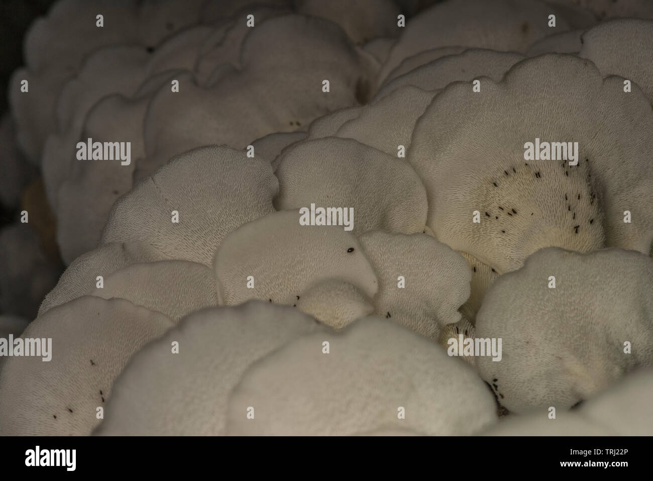 Shelf fungi hi-res stock photography and images - Alamy