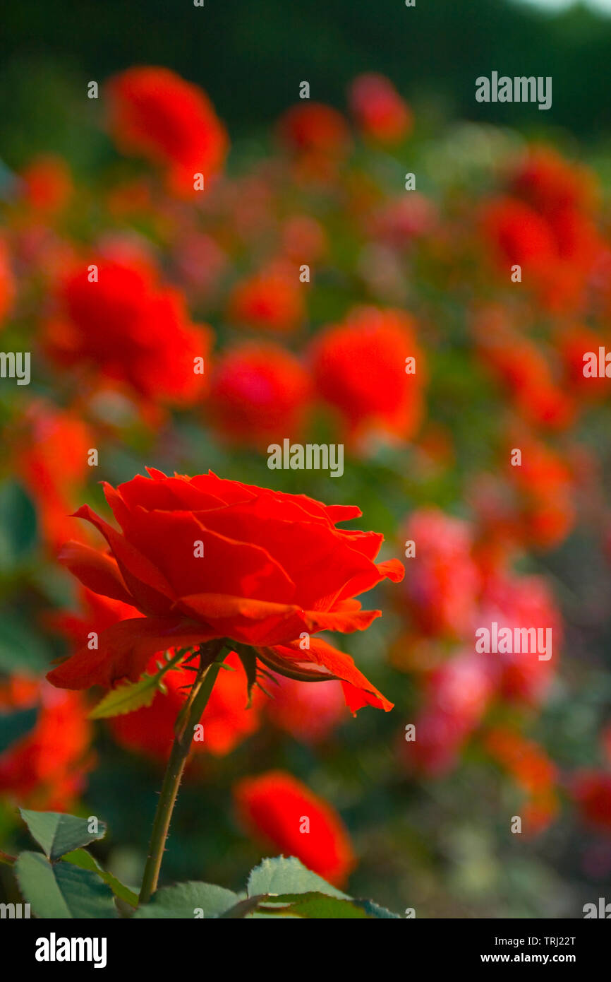 Park of Roses, Columbus, Ohio Stock Photo - Alamy
