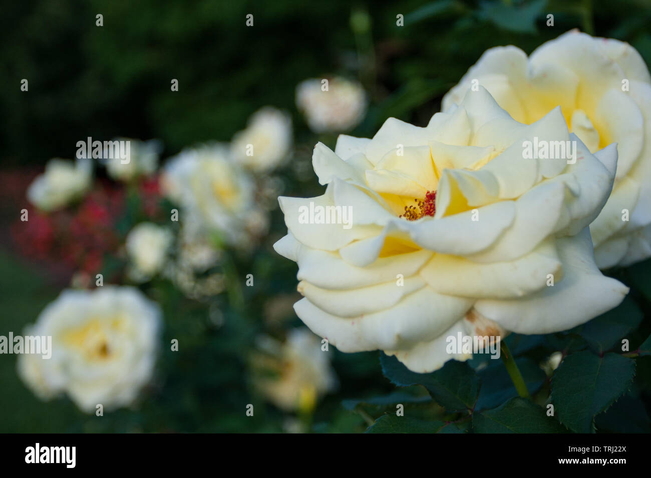 Park of Roses, Columbus, Ohio Stock Photo - Alamy