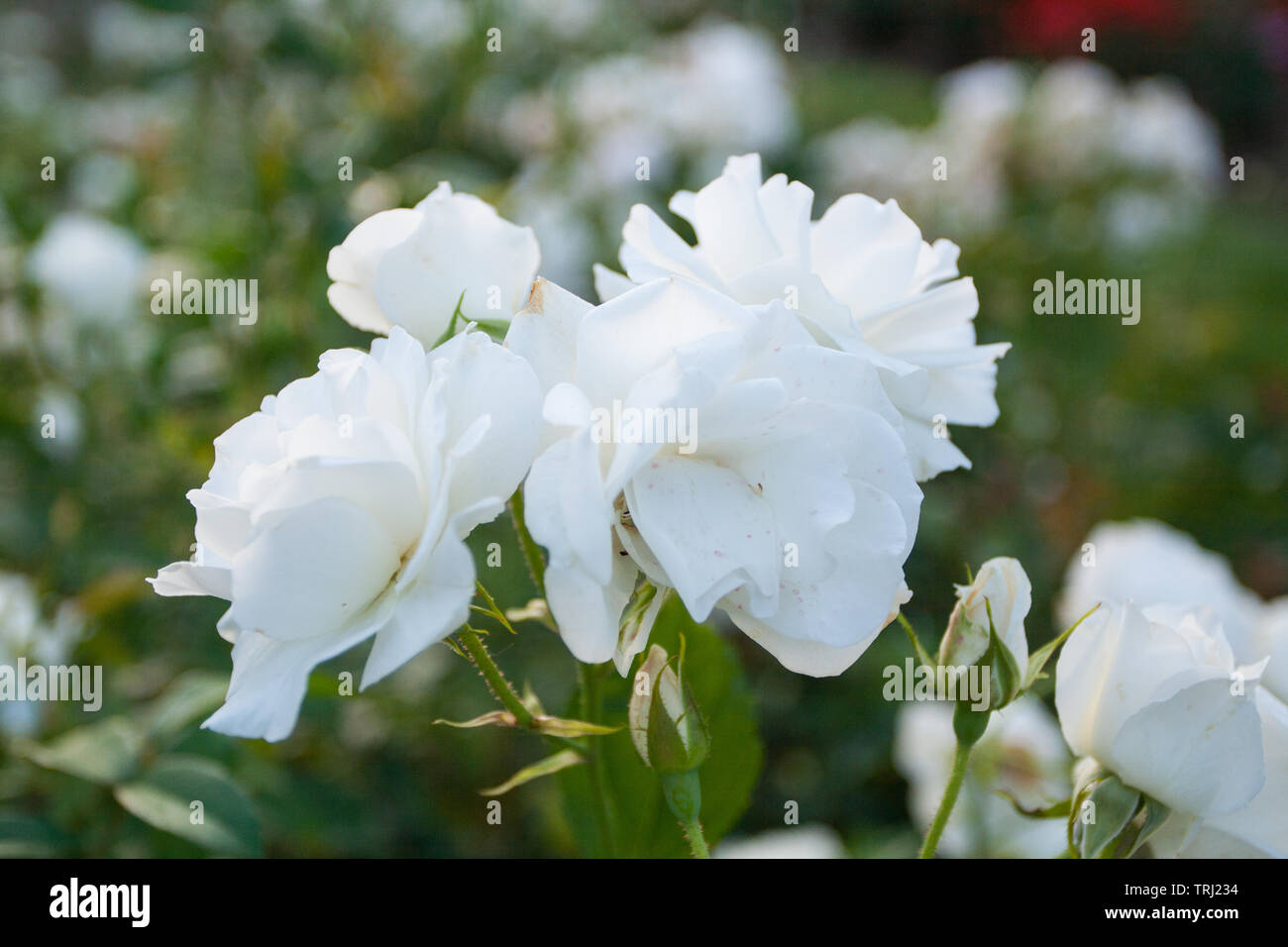 Park of Roses, Columbus, Ohio Stock Photo - Alamy