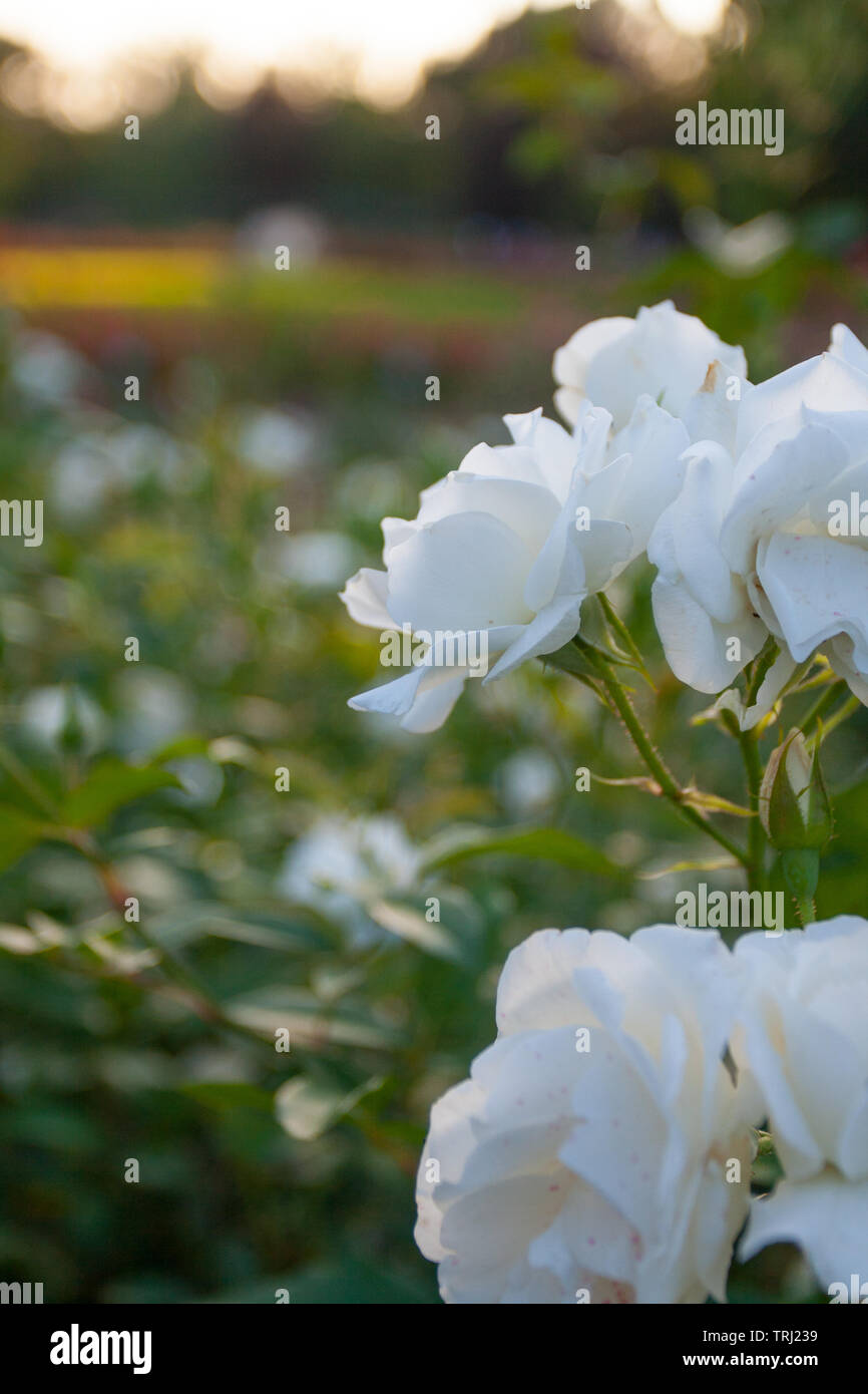 Park of Roses, Columbus, Ohio Stock Photo - Alamy