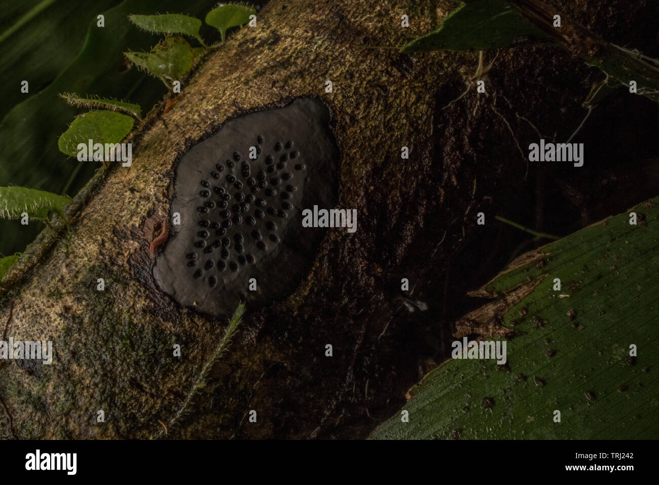 Camillea patouillardii an unusual tropical fungus growing on a tree ...
