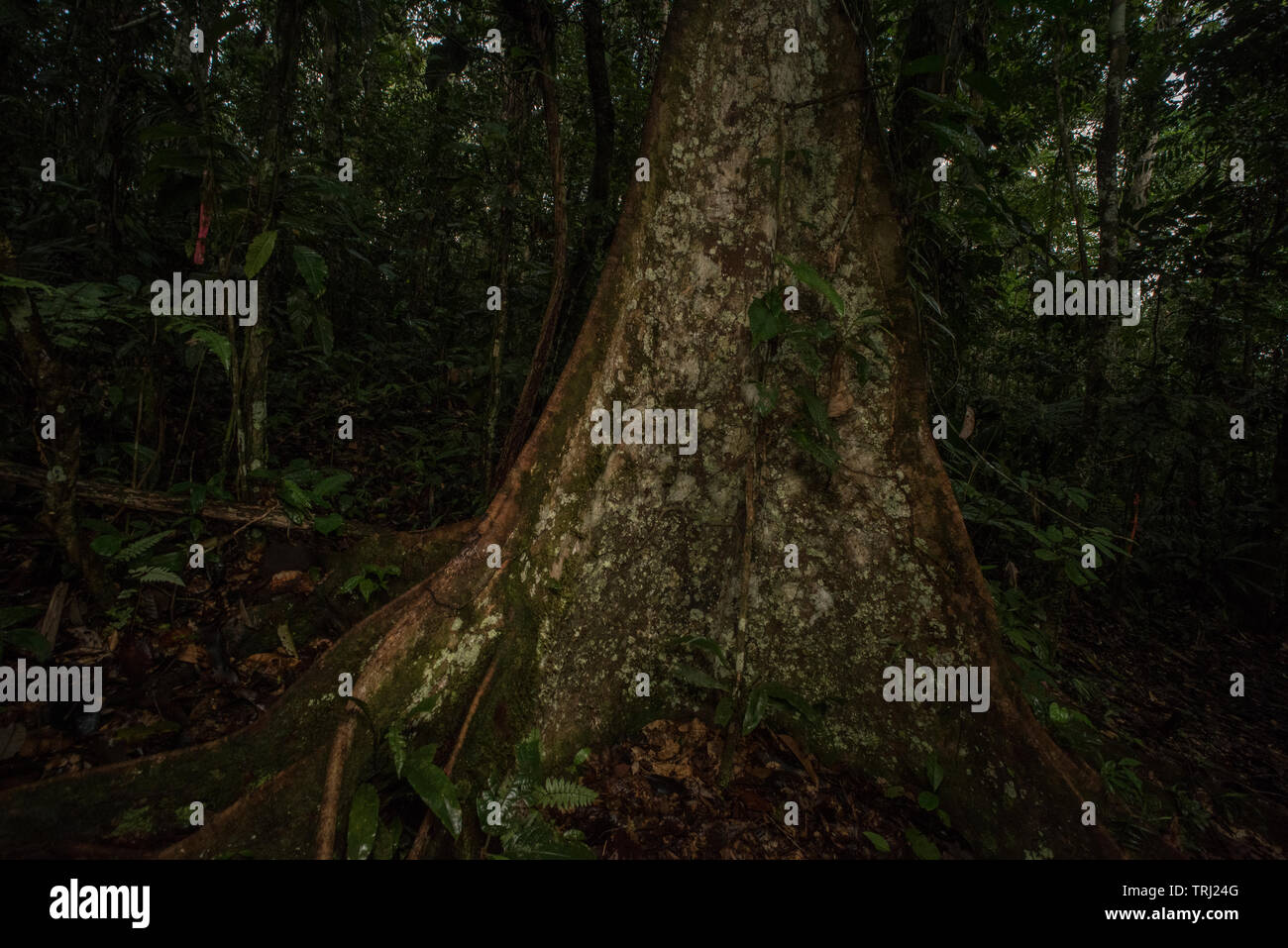 The buttressed root system of a huge tree in the Ecuadorian Amazon ...