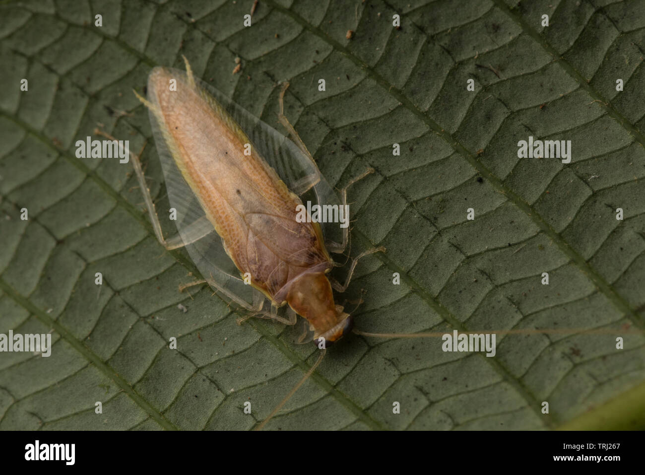 An unusual cockroach species from the amazon, it has clear wings Stock ...