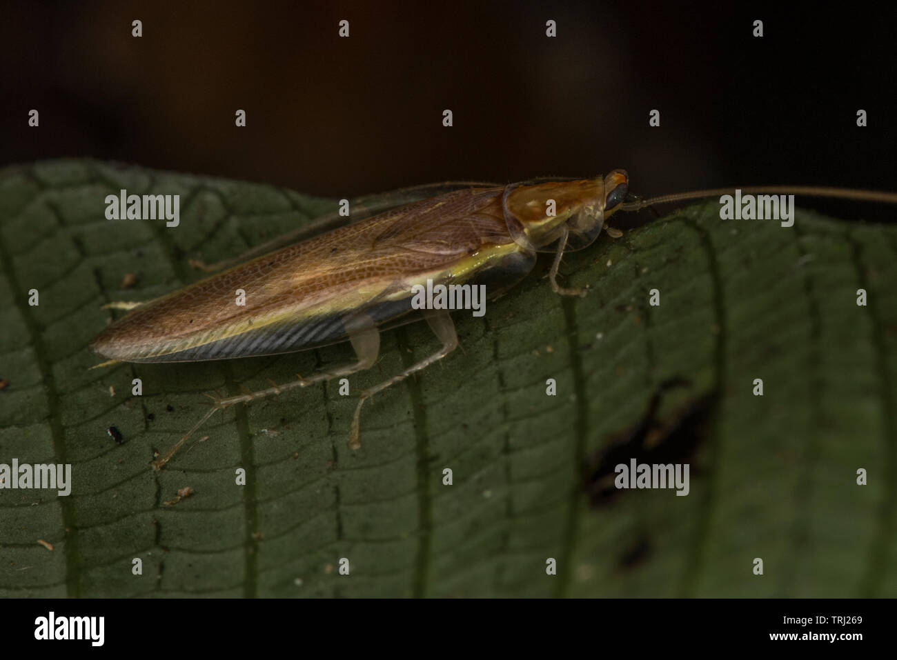 Blattodea hi-res stock photography and images - Alamy