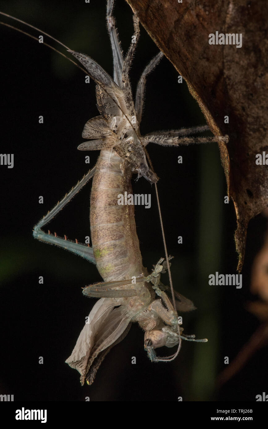 Exoskeleton shedding hi-res stock photography and images - Alamy