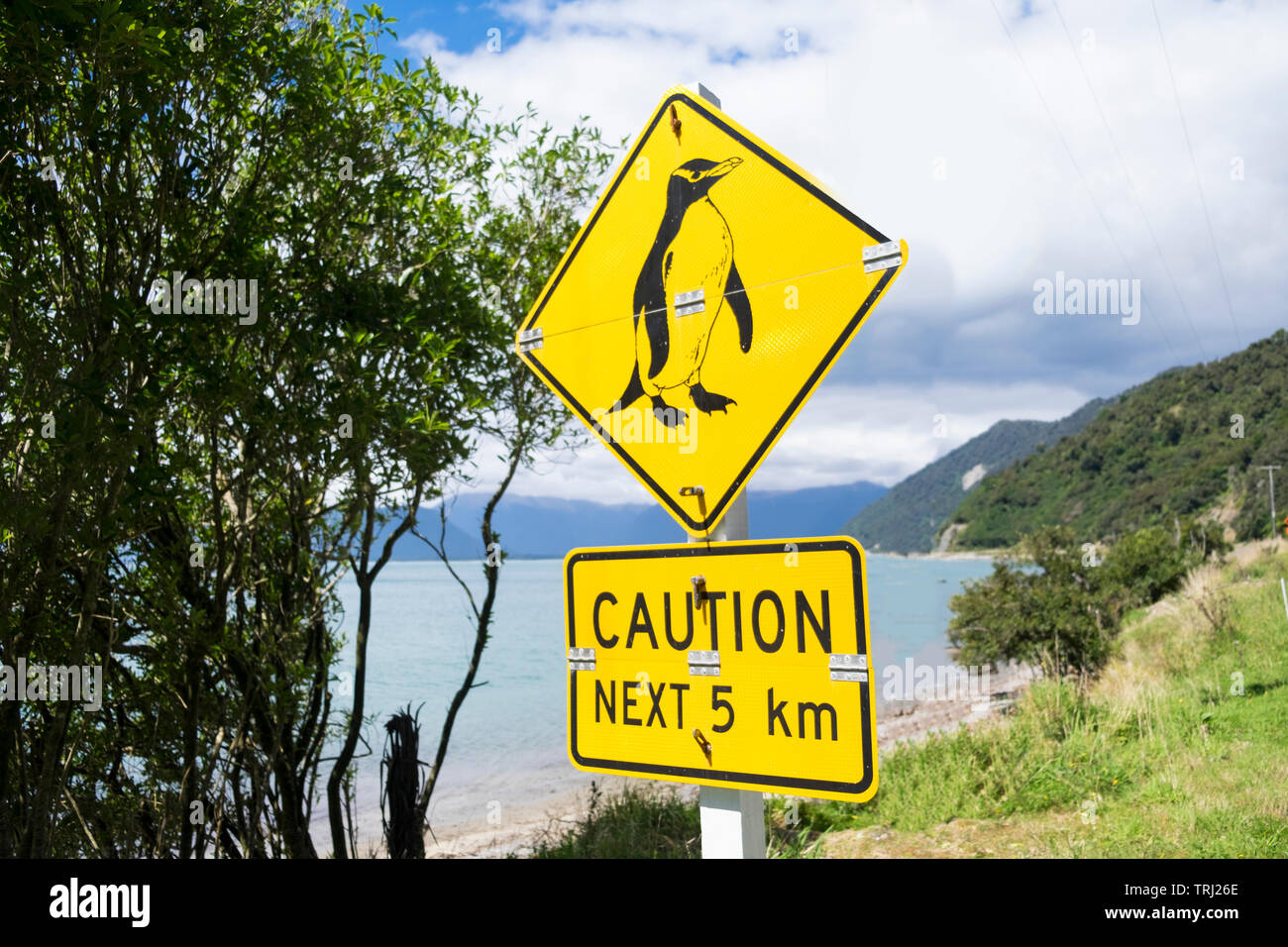 Caution penguins next 5 km road sign, New Zealand Stock Photo - Alamy