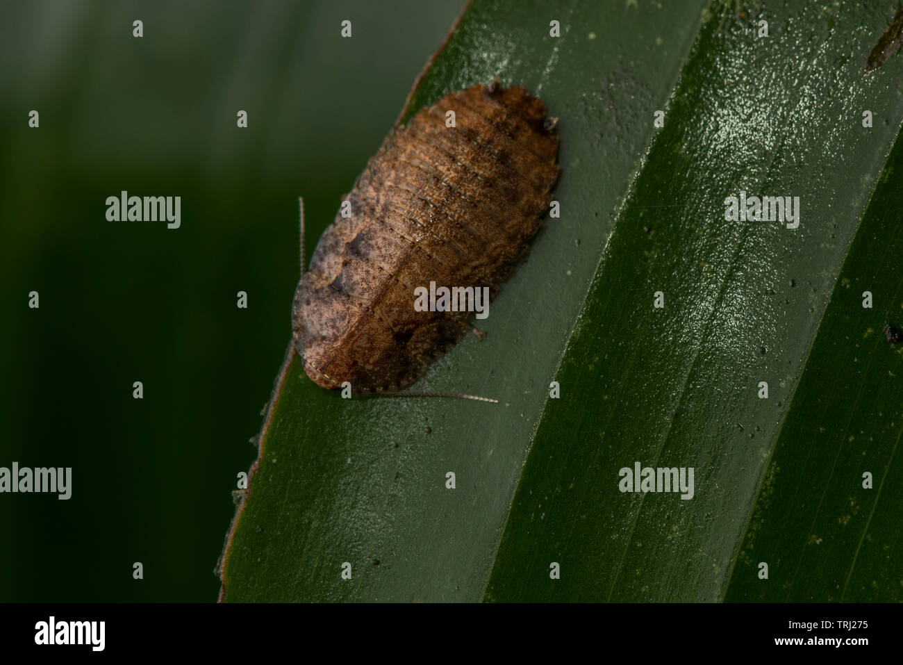 Wingless insect hi-res stock photography and images - Alamy