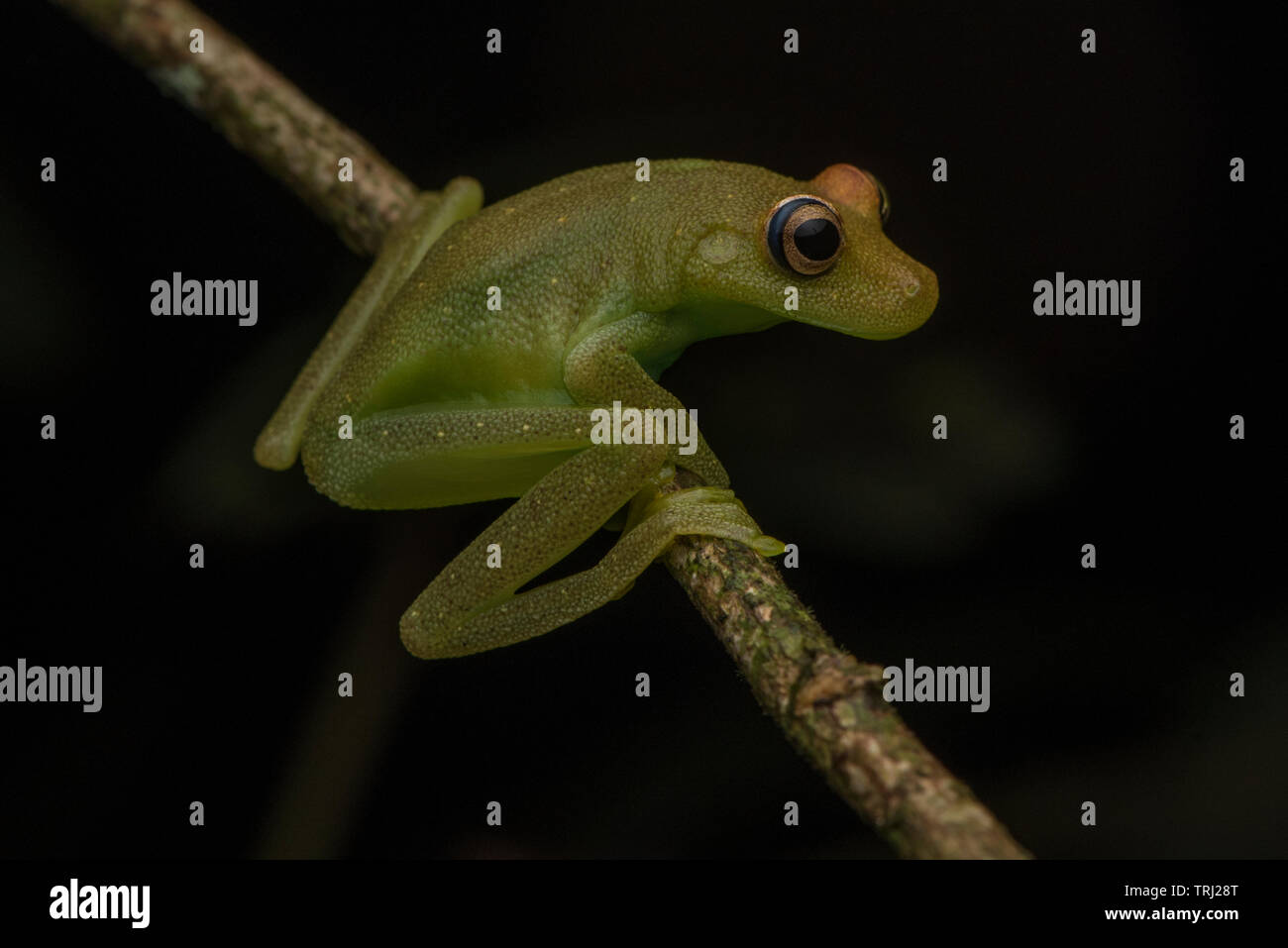 Demerara falls tree frog boana cinerascens hi-res stock photography and ...