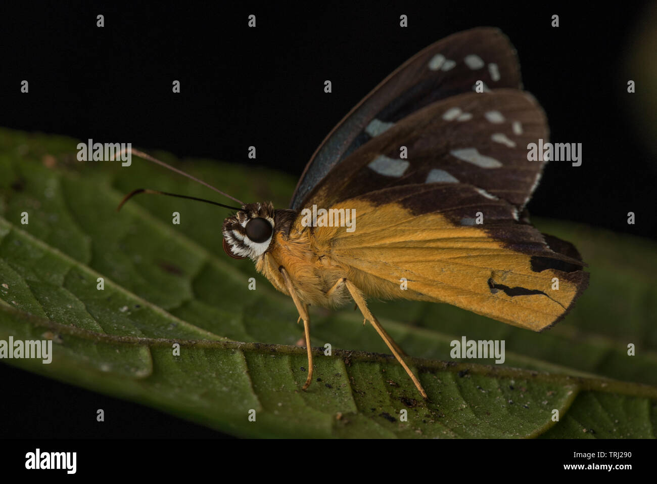 Amazon rainforest moth hi-res stock photography and images - Alamy