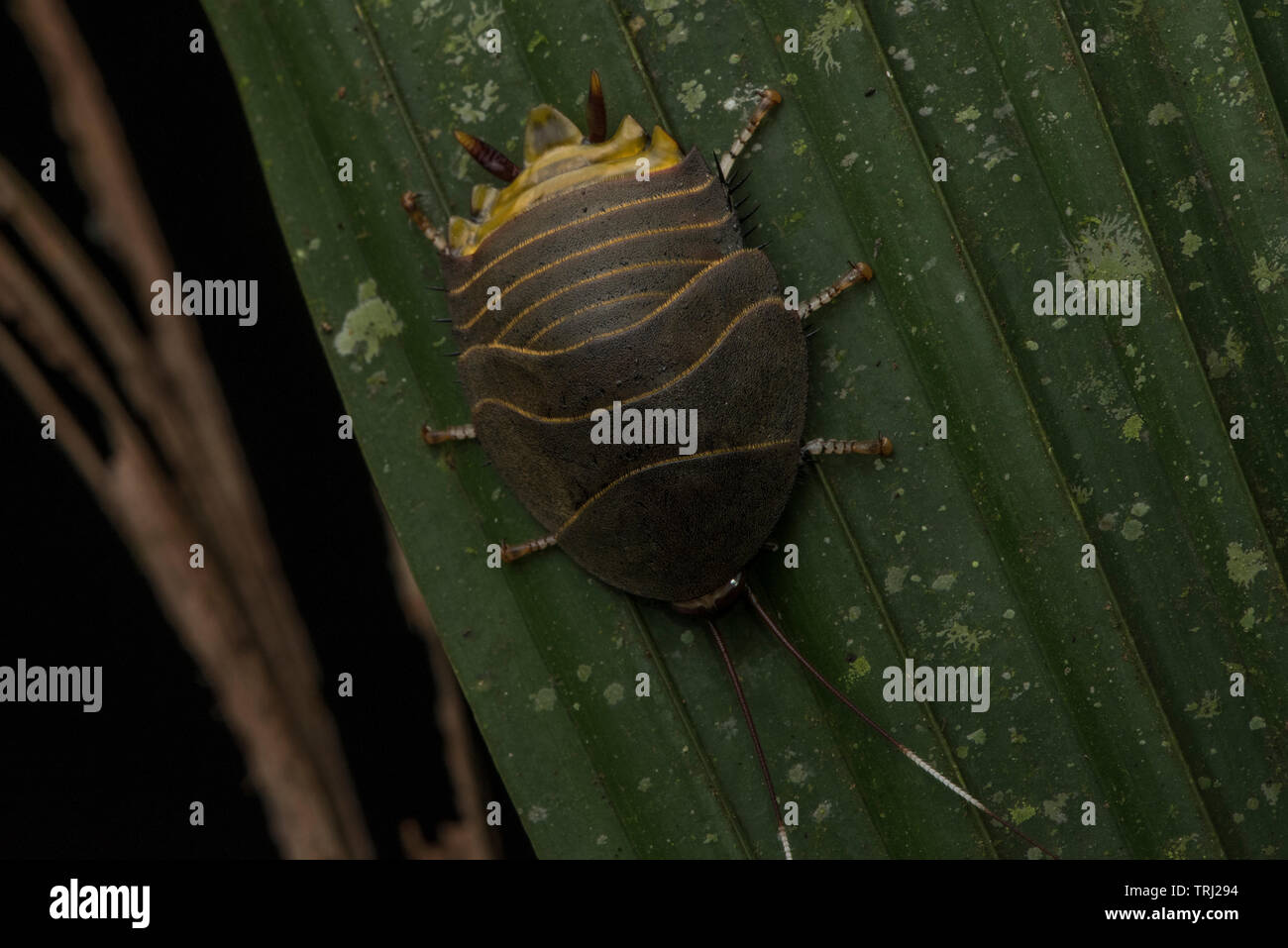 A subadult cockroach from the Ecuadorian rainforest, from Yasuni ...